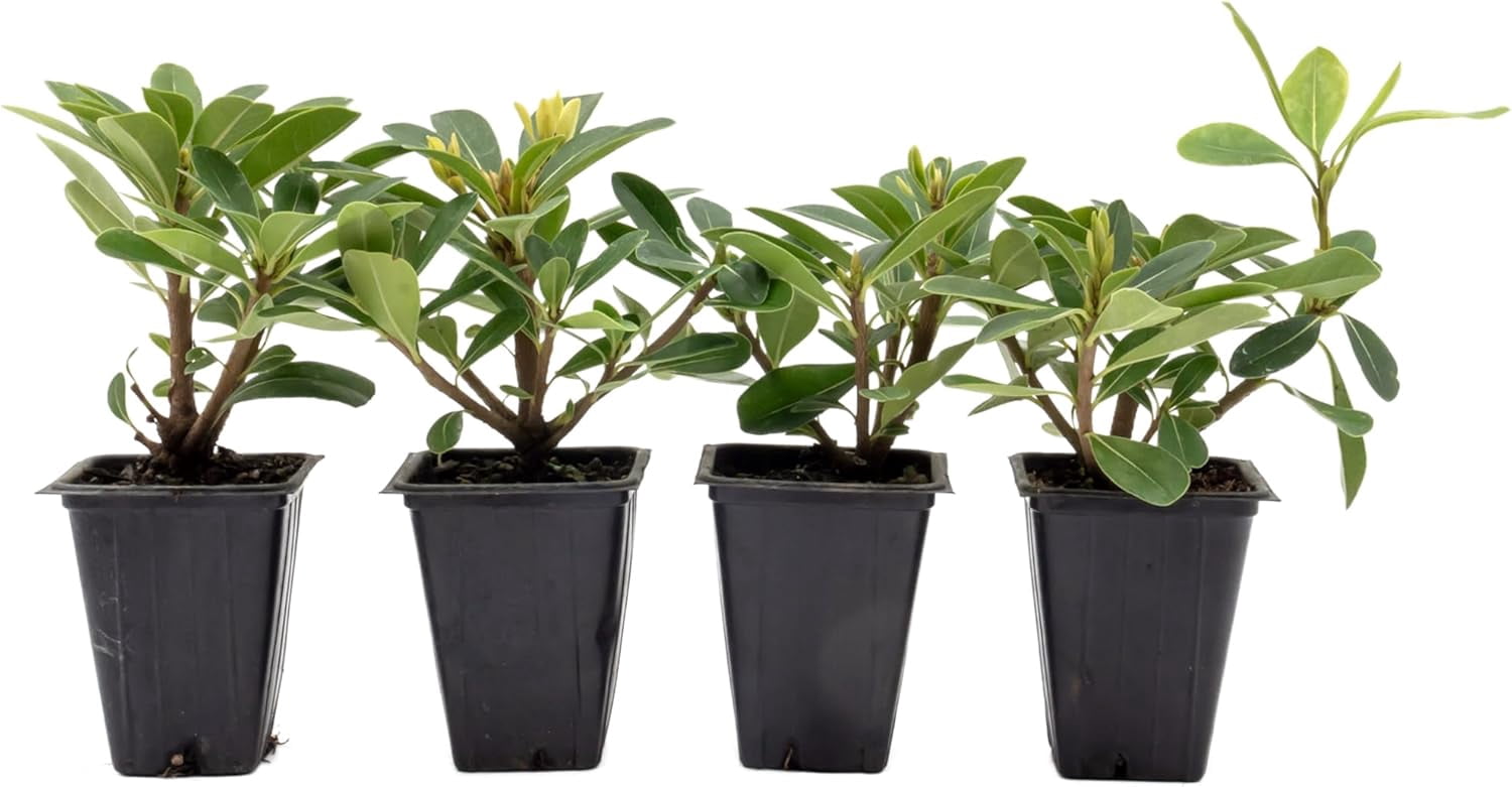 4 Wheeler’s Dwarf Shrubs | Live Plants in 2.5-inch Nursery Cubes ...