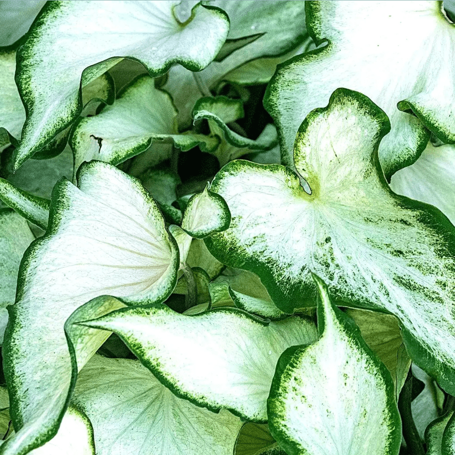 4 White Pearl Caladium Bulbs for Planting, White Fancy Leaf Caladiums ...