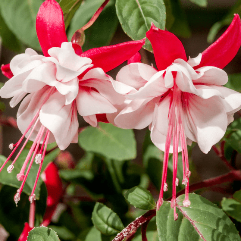 4 White Red Fuchsia Plants Live, Fuchsia Flowering Plant for Planting ...