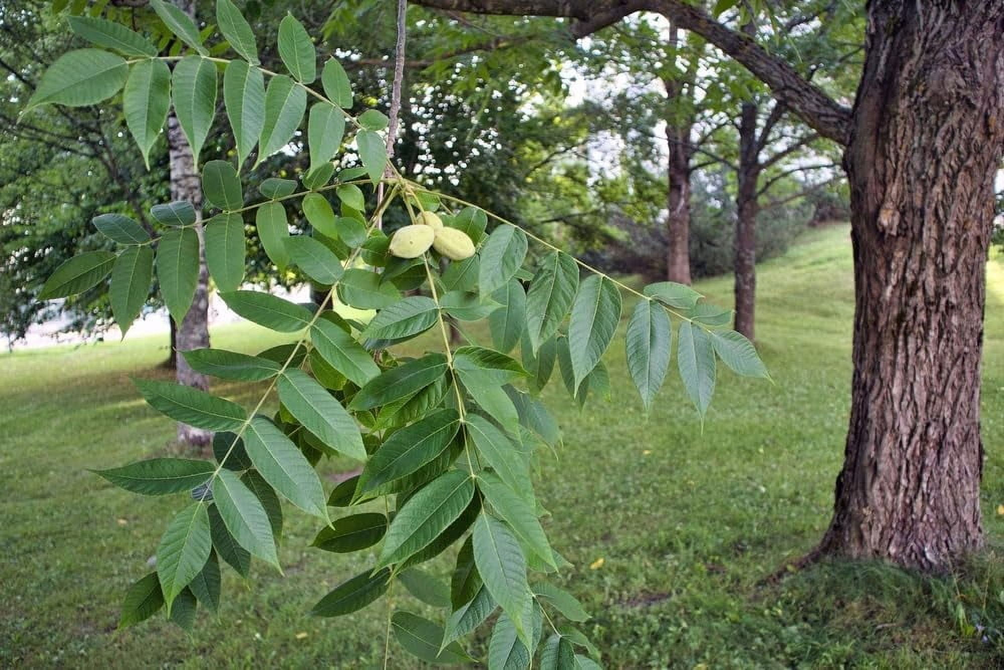 4 White Walnut Tree Seeds for Planting - Juglans cinerea, Butternut ...