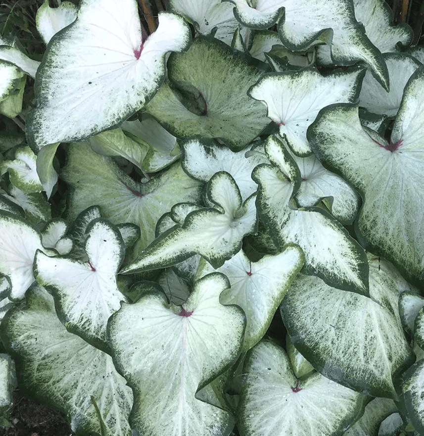 4 White Wing Caladium Bulbs for Planting, White Fancy Leaf Caladiums ...