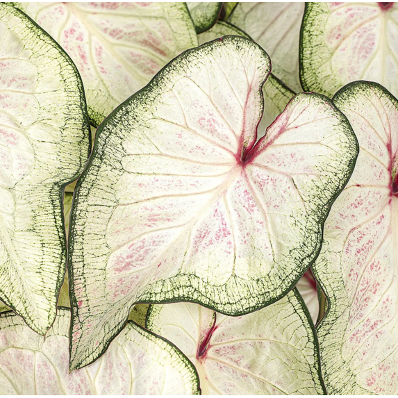 4 White Wonder Caladium Bulbs for Planting, White Fancy Leaf Caladiums ...