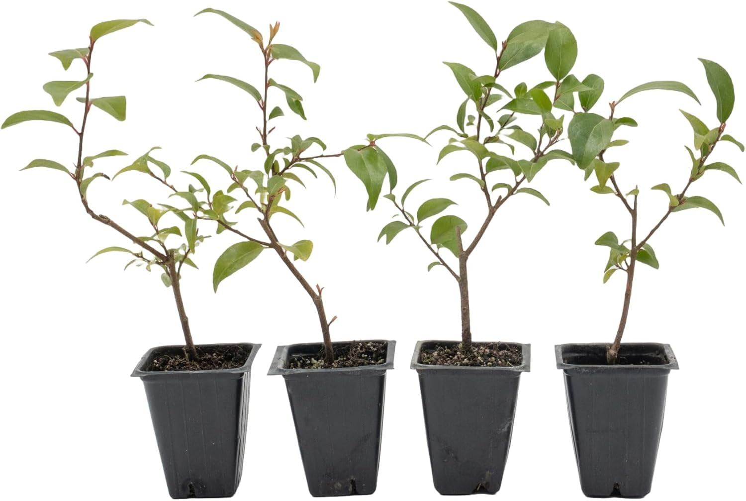 4 Xylosma Congestum, Live Plants – Shiny Xylosma in 2.5” Nursery Cubes ...