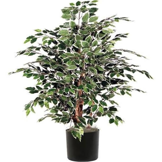 4 ft. Green Mini Ficus Extra Full in Plastic Pot - Walmart.com
