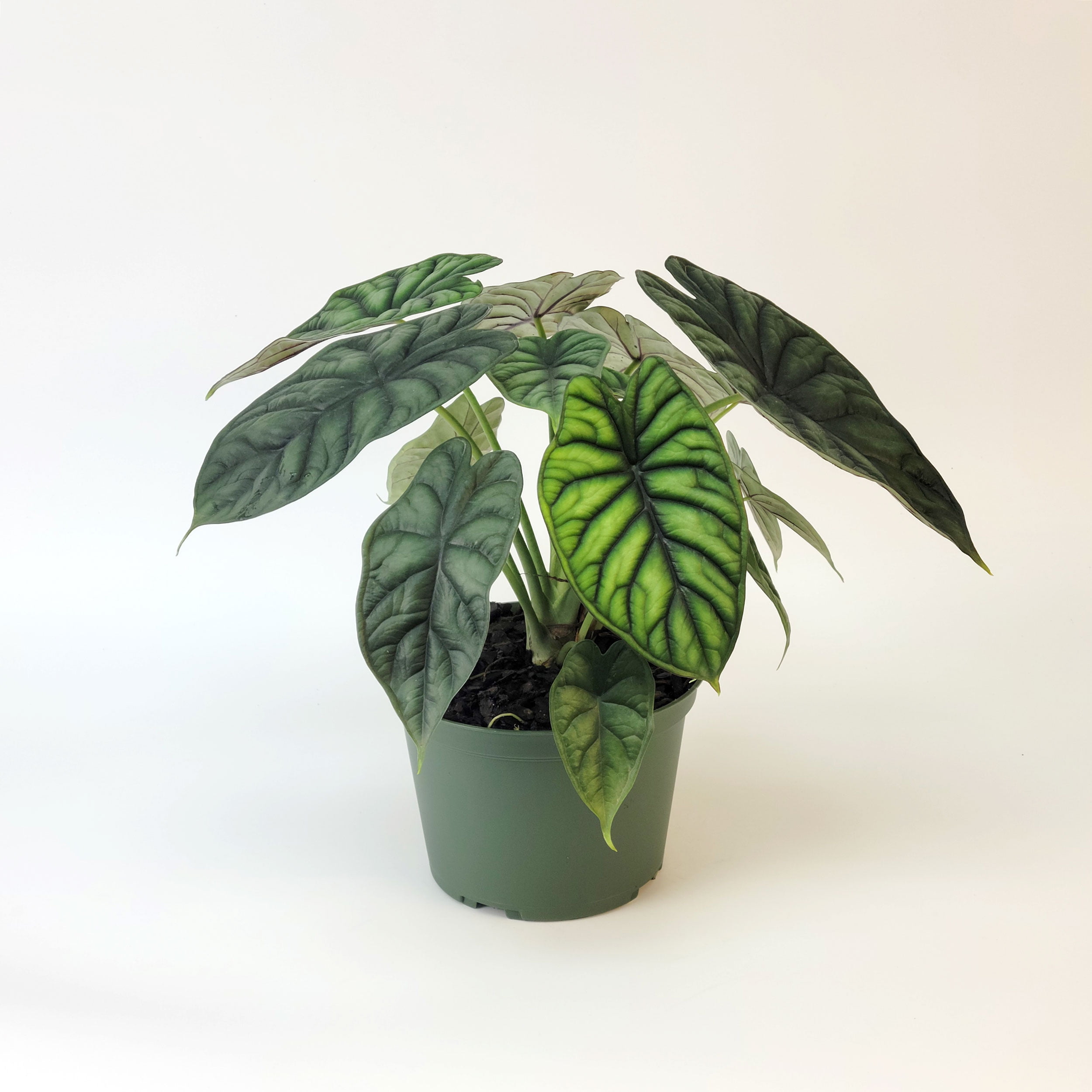 4 in. Alocasia Dragon Scale Plant in Grower Container - Walmart.com