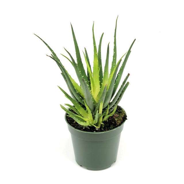 4 in. Aloe Solar Flare Plant in Grower Container - Walmart.com