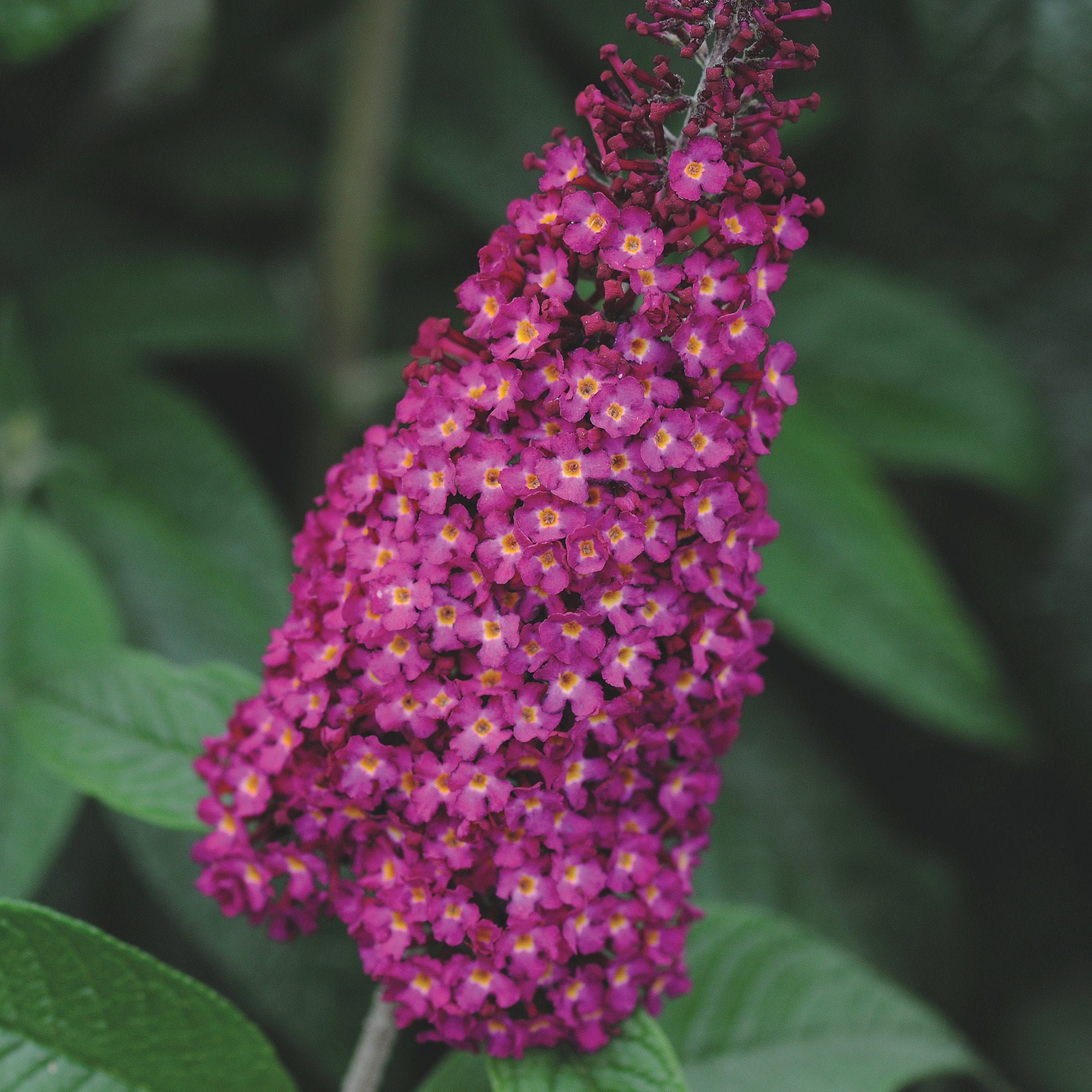 4 in. Buddleia CranRazz Live Shrub with Pink Flowers (3-Pack) - Walmart.com
