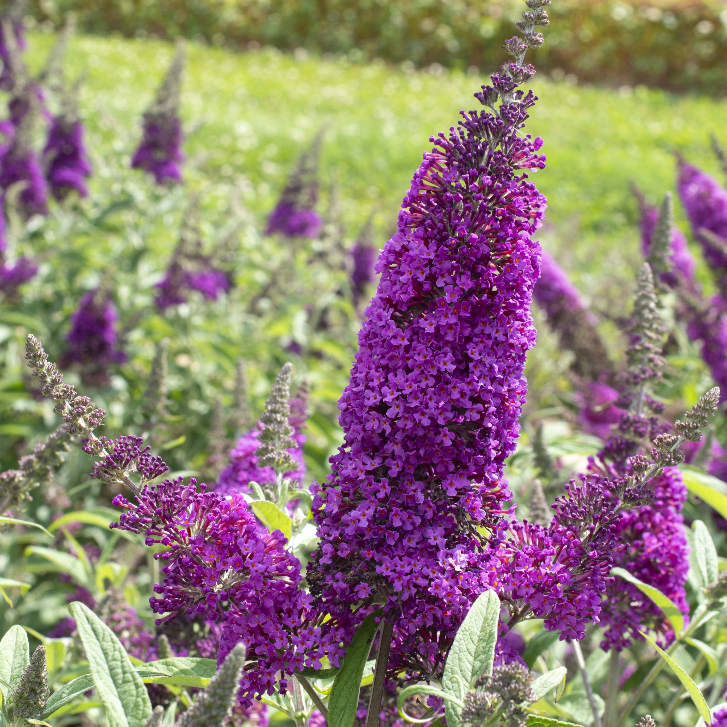 4 in. Buddleia RoyalRazz Live Shrub with Purple Flowers (3-Pack ...