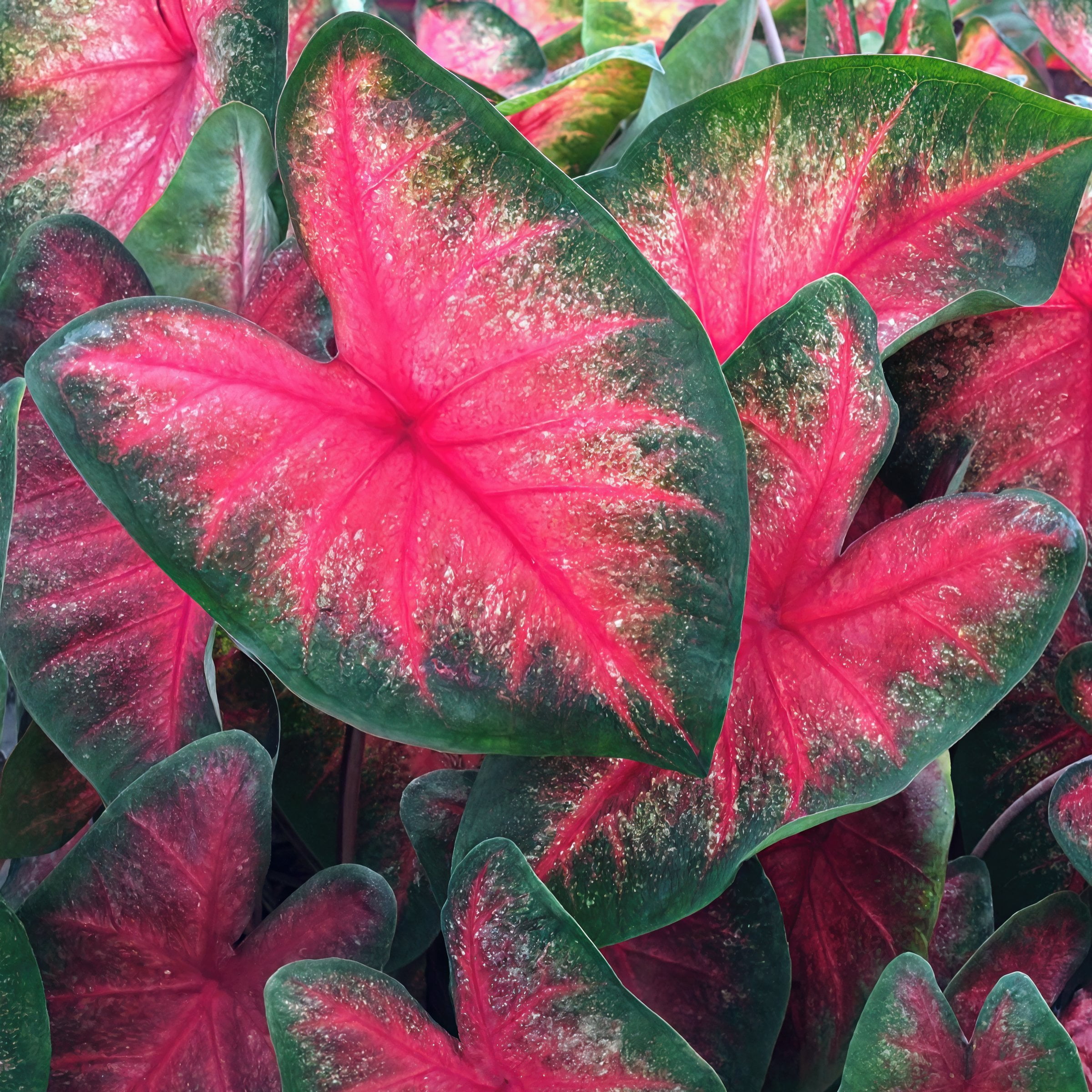 4 in. Caladium Bombshell Plant (3-Pack) - Walmart.com