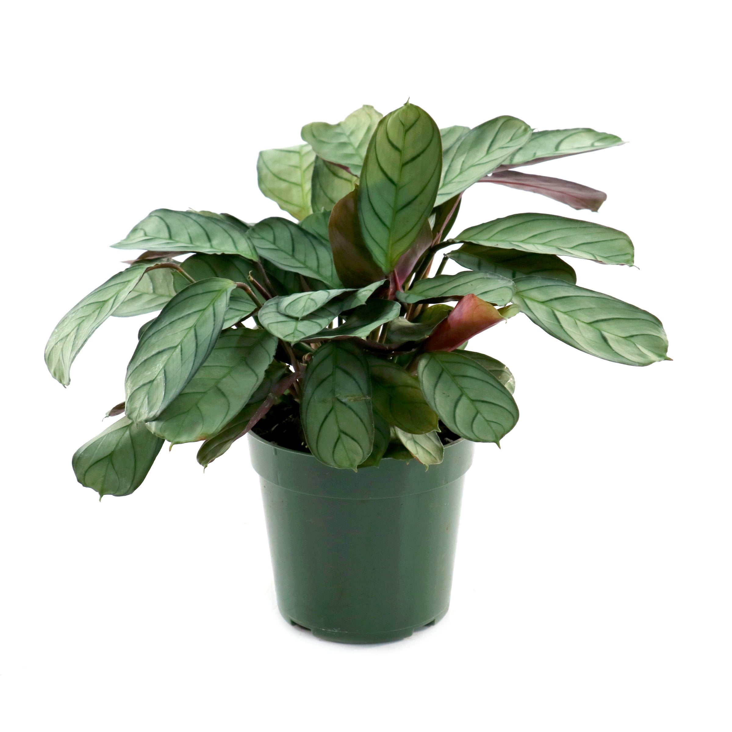 4 in. Calathea Amagris Plant in Grower Container (3-Pack) - Walmart.com