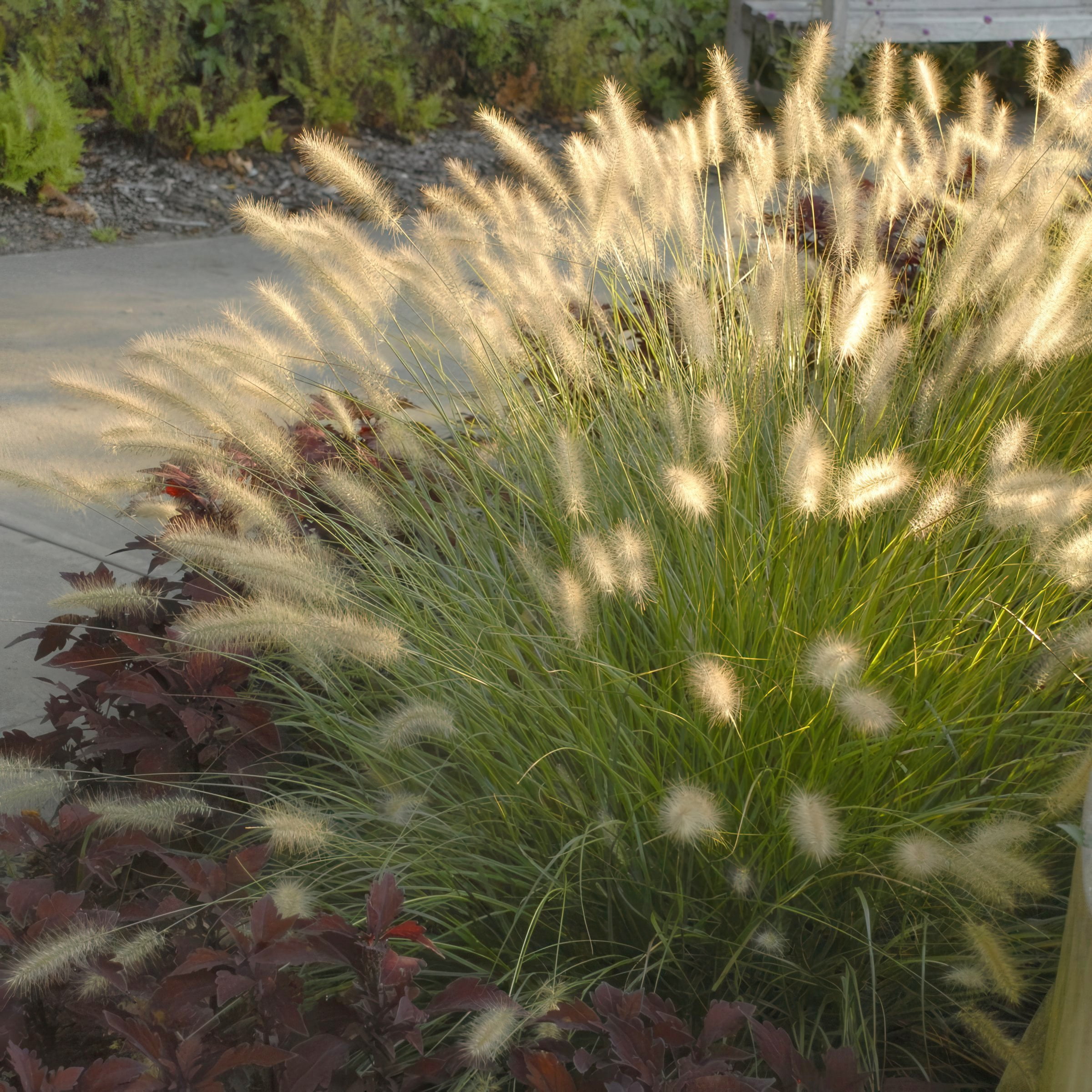 National Plant Network 4 in. Dwarf Fountain Live Ornamental Grass ...