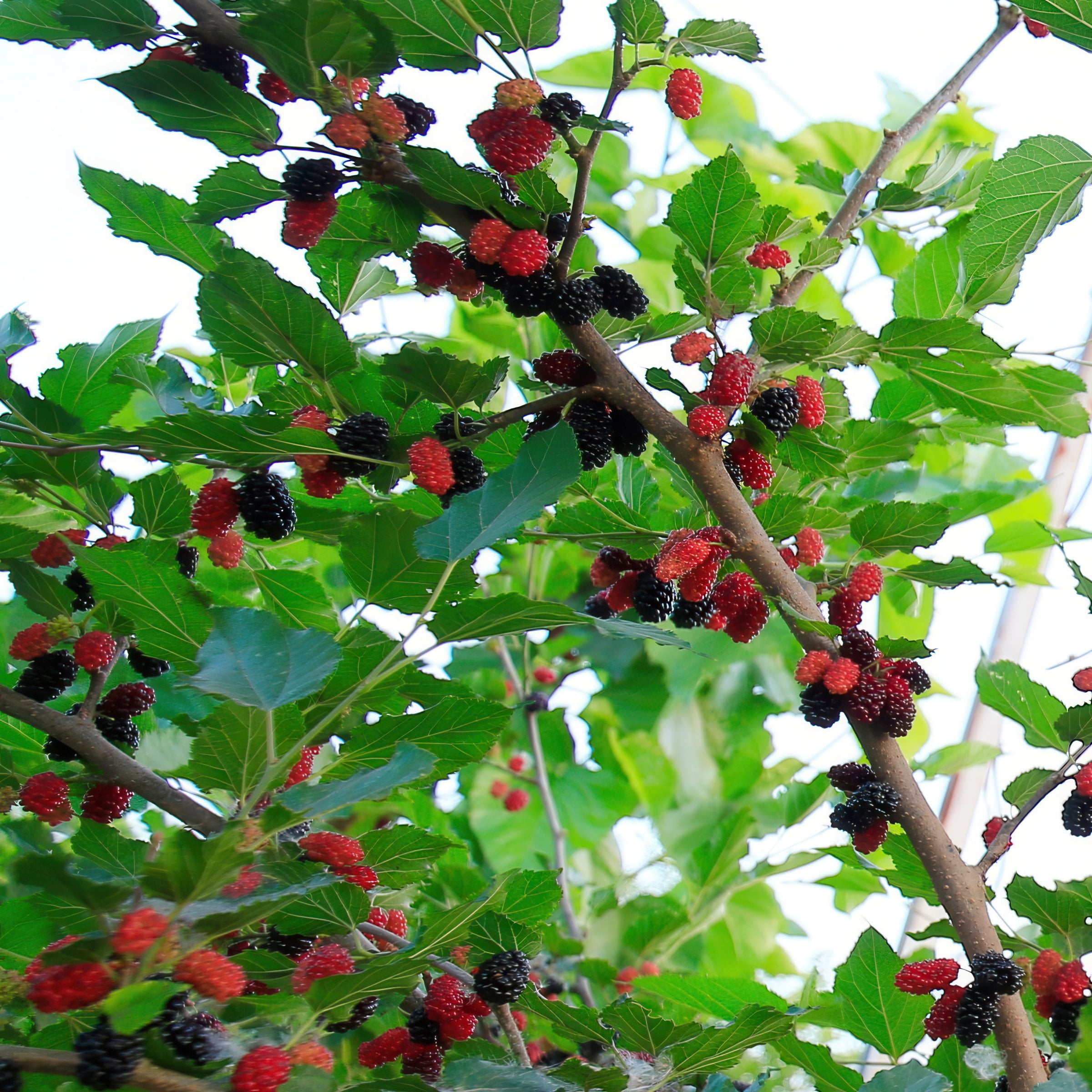 National Plant Network 4 in. Dwarf Mulberry Mojo Live Perennial Shrub ...