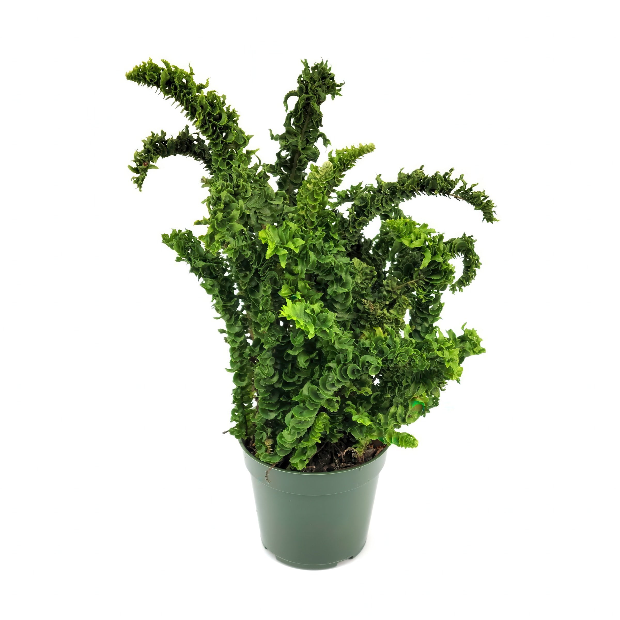 4 in. Fern Emina Plant in Grower Container (3-Pack) - Walmart.com