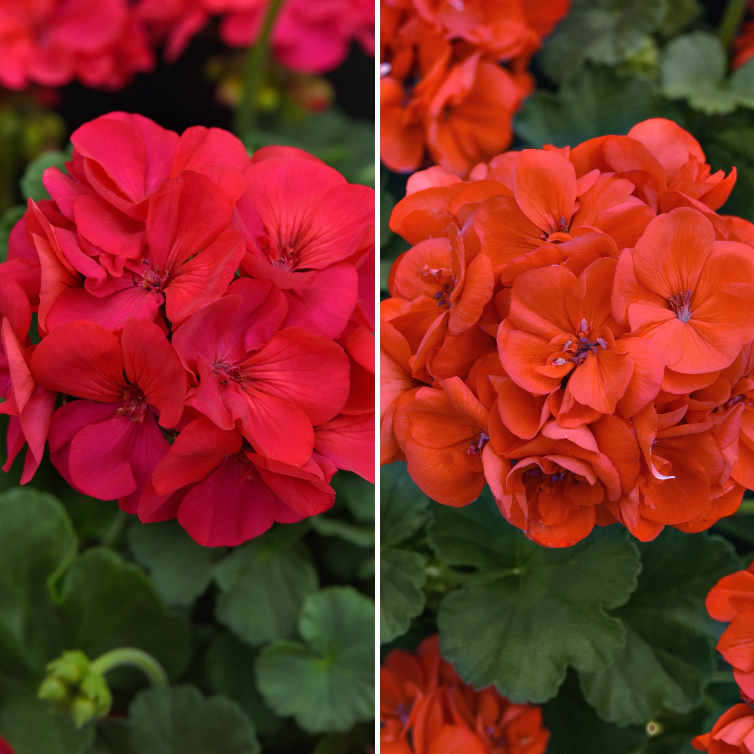 4 in. Geranium Solera Collection Live Annual Plant with Multicolor ...