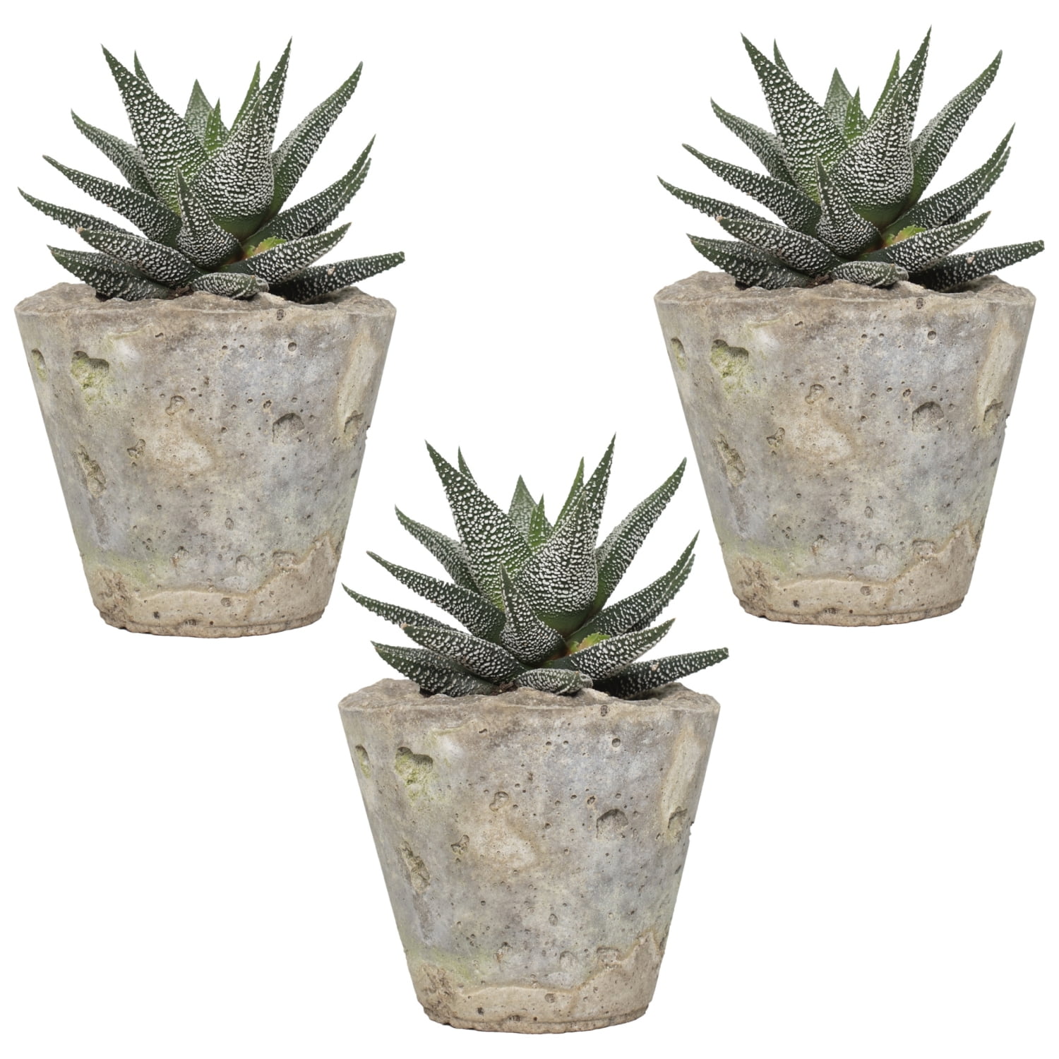 4 in. Haworthia in Decorative Stone Container (3-Pack) - Walmart.com