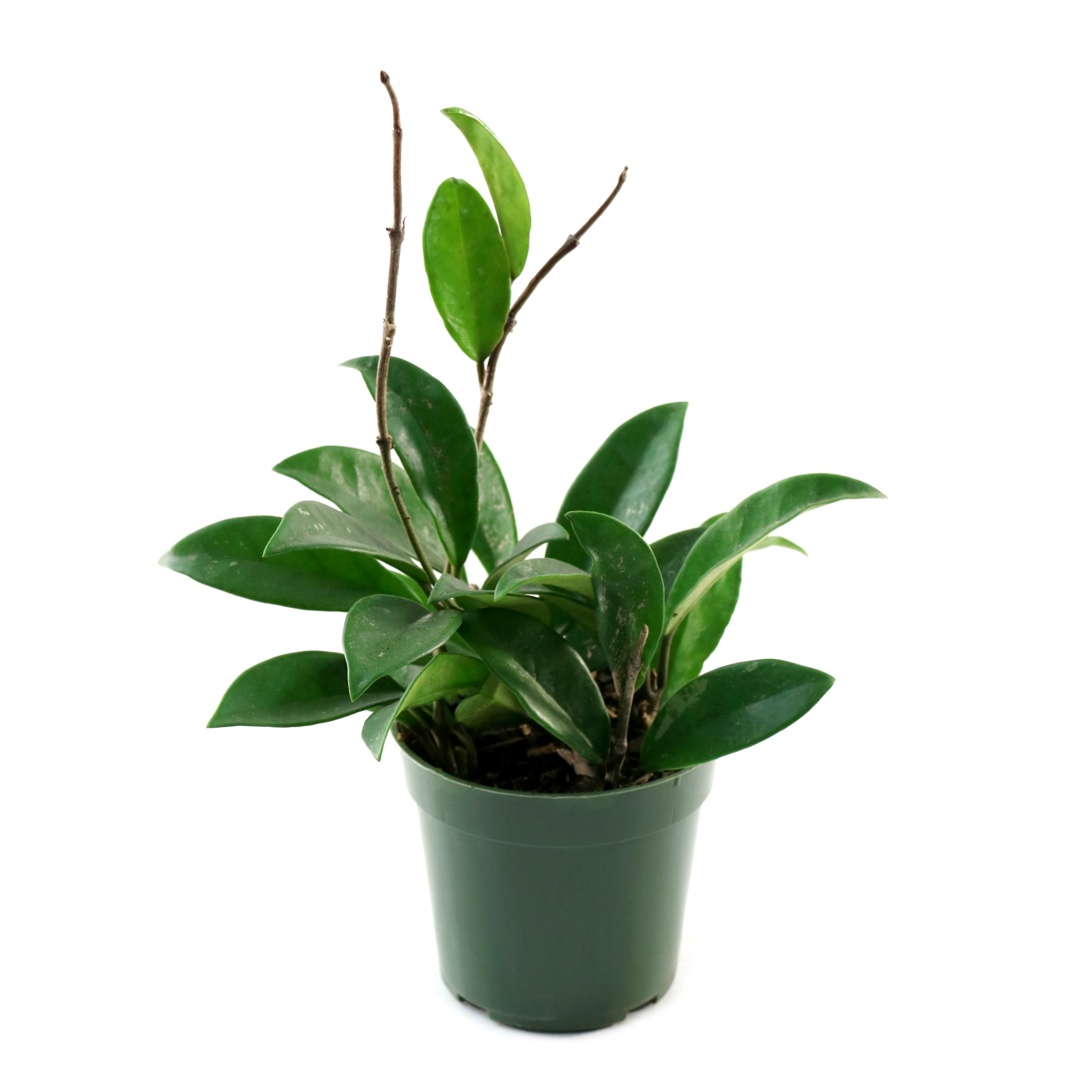 4 in. Hoya Green Ghost Plant in Grower Container (3-Pack) - Walmart.com