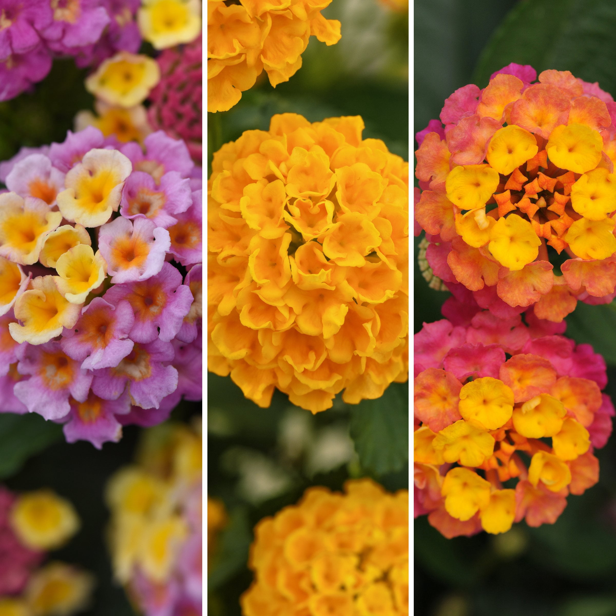 4 in. Lantana 3-N-1 Lucky Charm Live Annual Plant with Multicolor ...