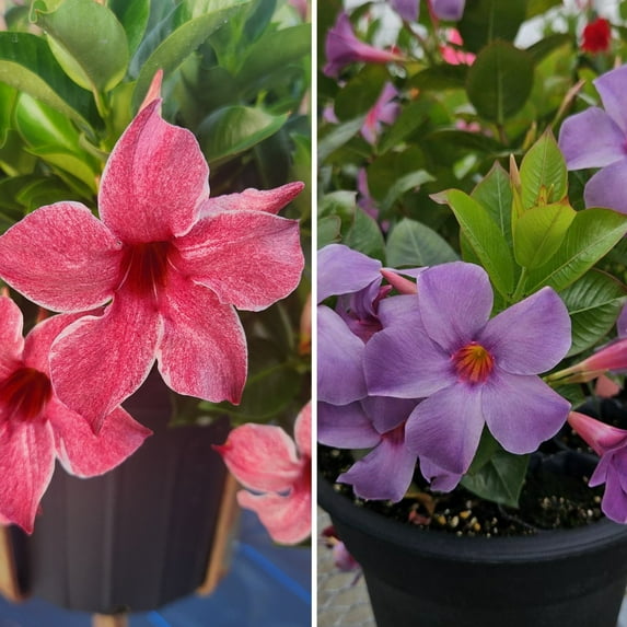 4 in. Mandevilla Blue and Pink Summer Duo Live Annual Plant with Blue ...