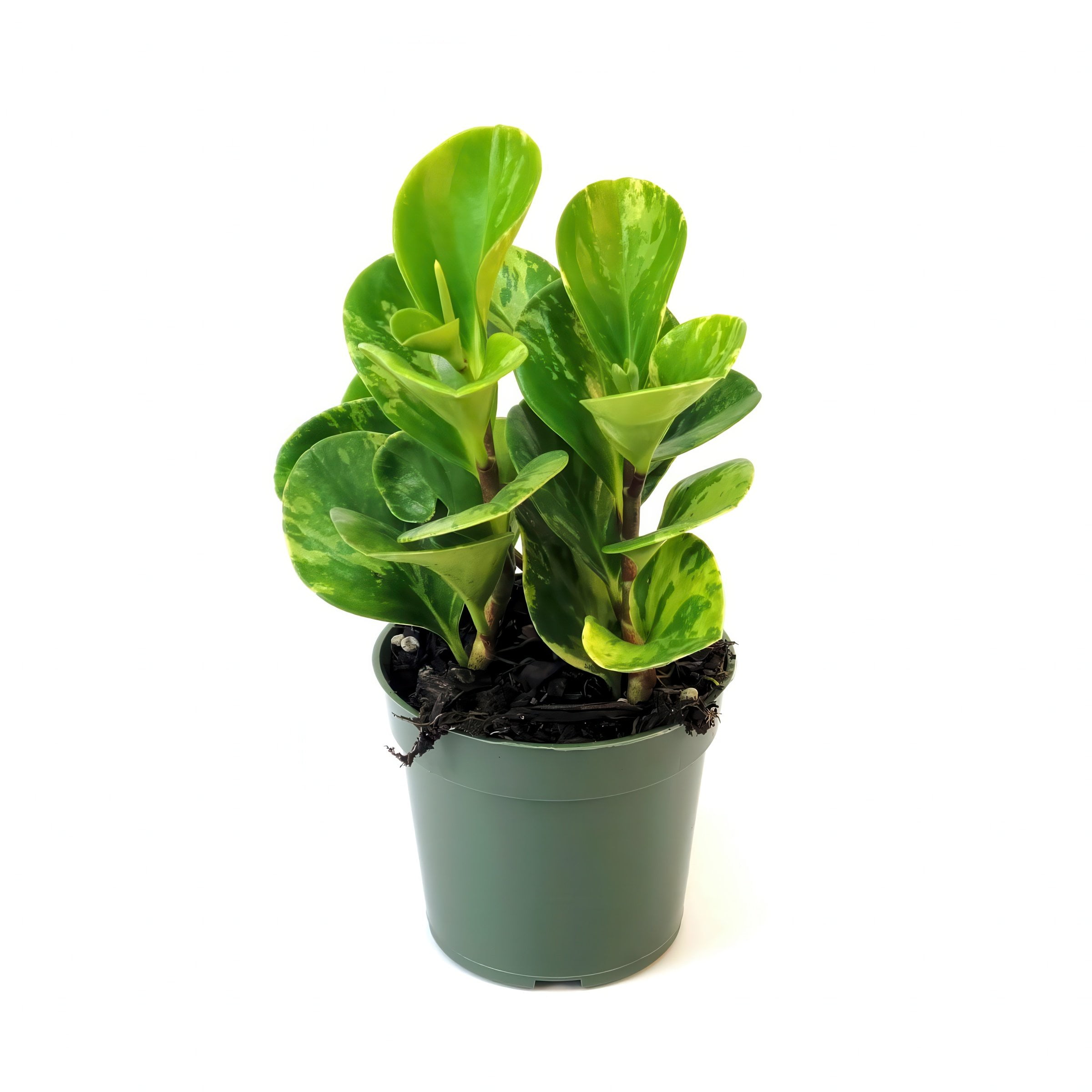 4 in. Peperomia Marble Plant in Grower Container (3-Pack) - Walmart.com