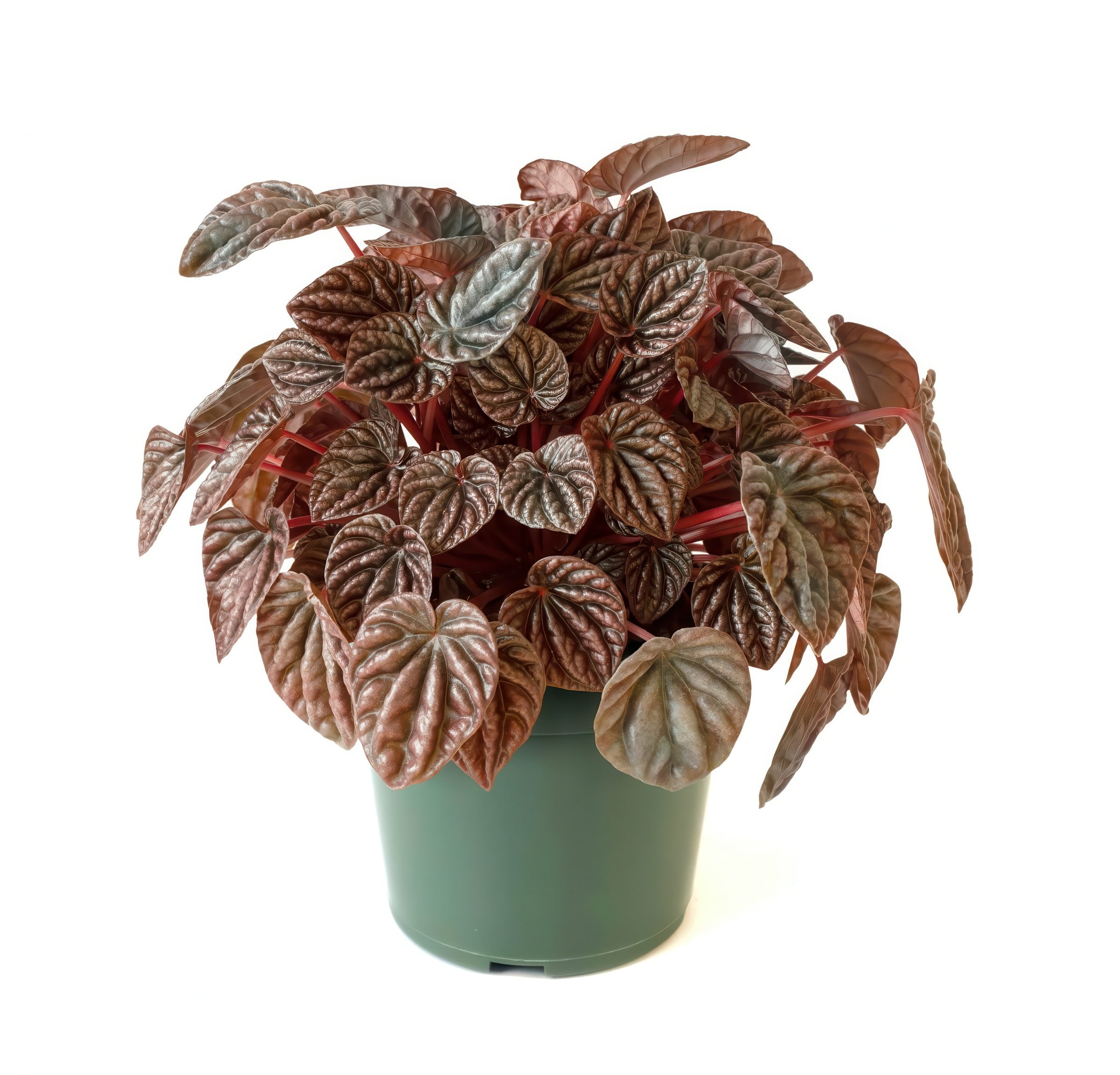 4 in. Peperomia Red Luna Plant in Grower Container (3-Pack) - Walmart.com