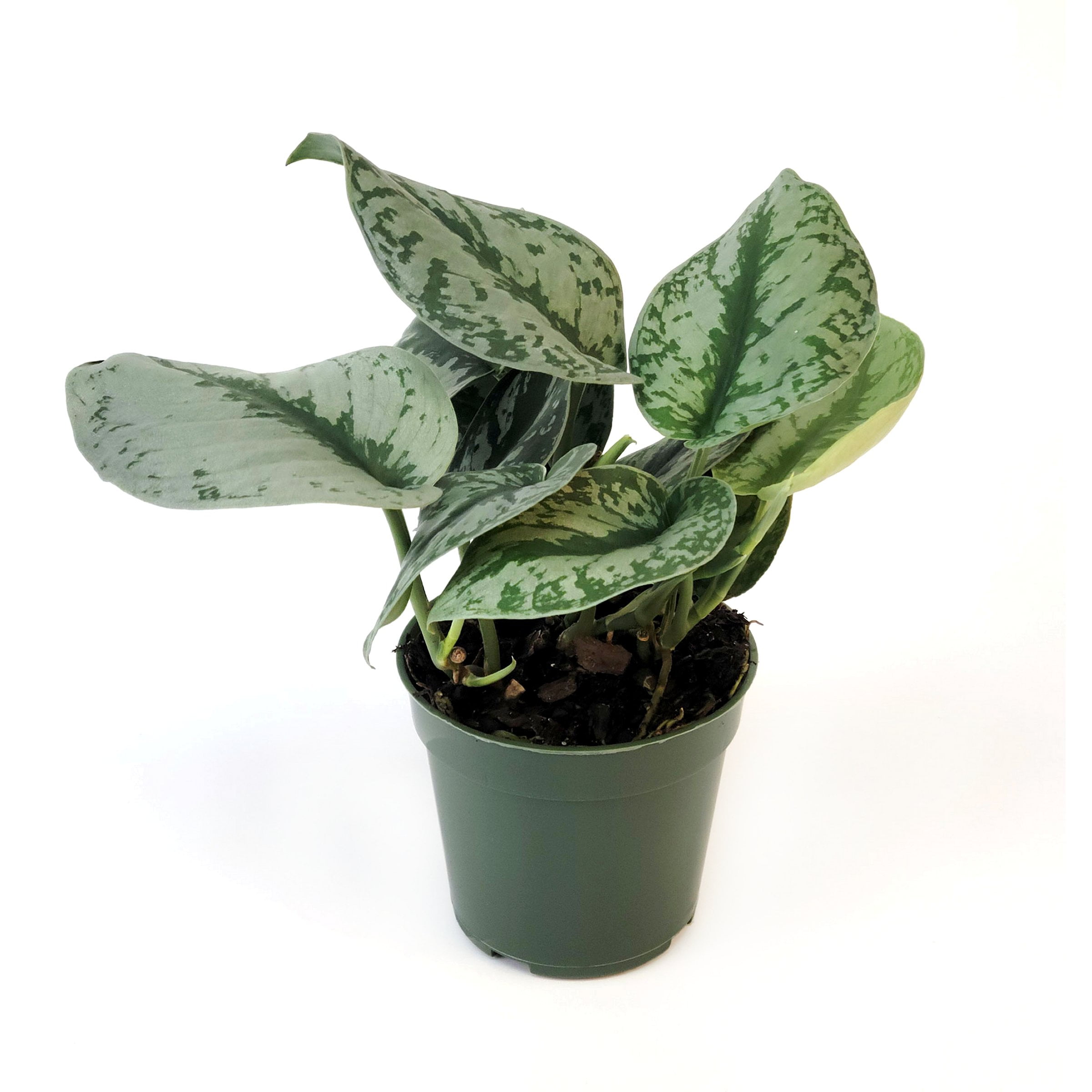 4 in. Pothos Sterling Silver Plant in Grower Container (3-Pack ...