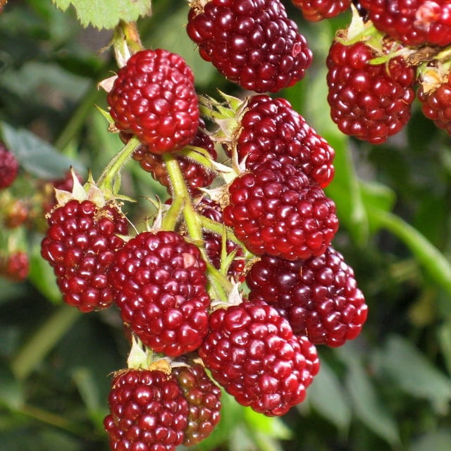 4 in. Raspberry Caroline Live Shrub with Full Sun (3-Pack) - Walmart.com