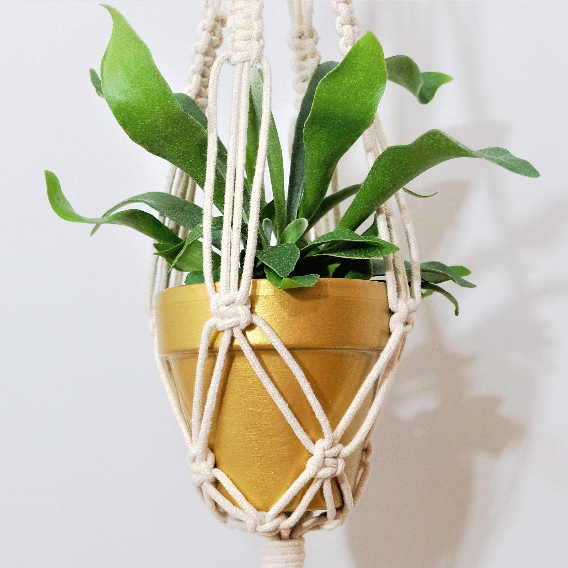 4 in. Staghorn Fern Live Houseplant With Bright Infirect Sun (3-Pack ...