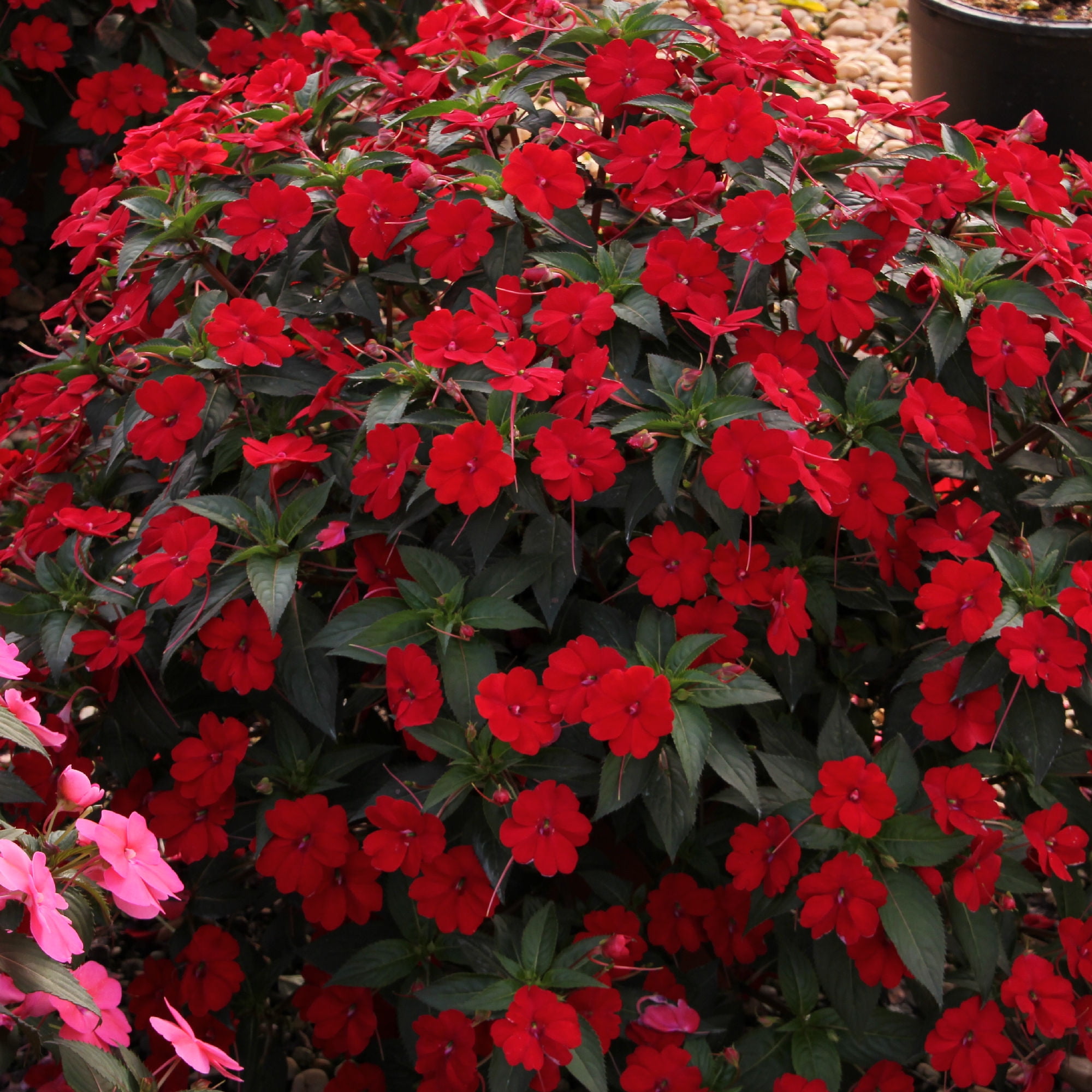 4 in. Sunpatiens® 'Compact Fire Red' Live Annual with Full Sunlight - 4 ...