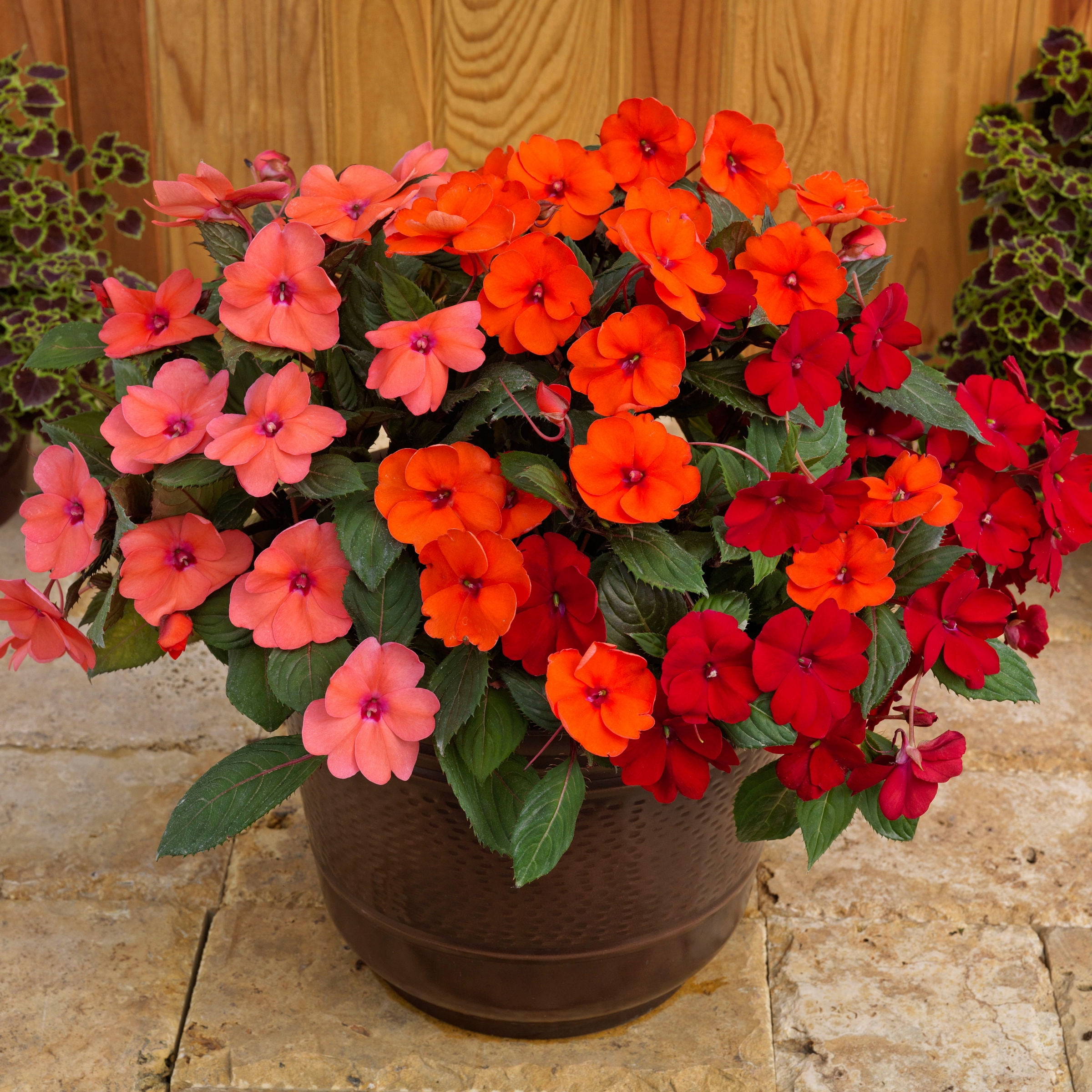 4 in. Sunpatiens® 'Summer Salsa Mix' Live Annual with Full Sun-4 Piece ...