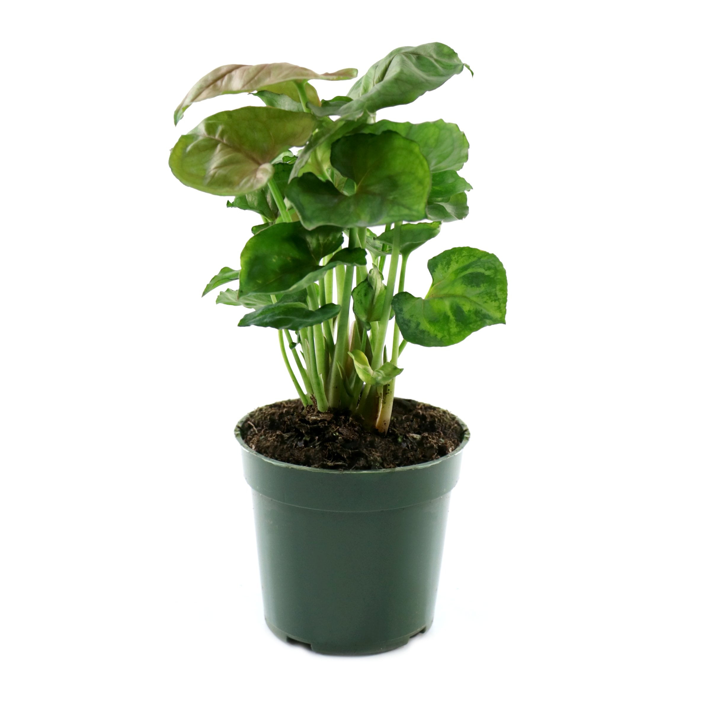 4 in. Syngonium Mango Allusion Plant in Grower Container (3-Pack ...