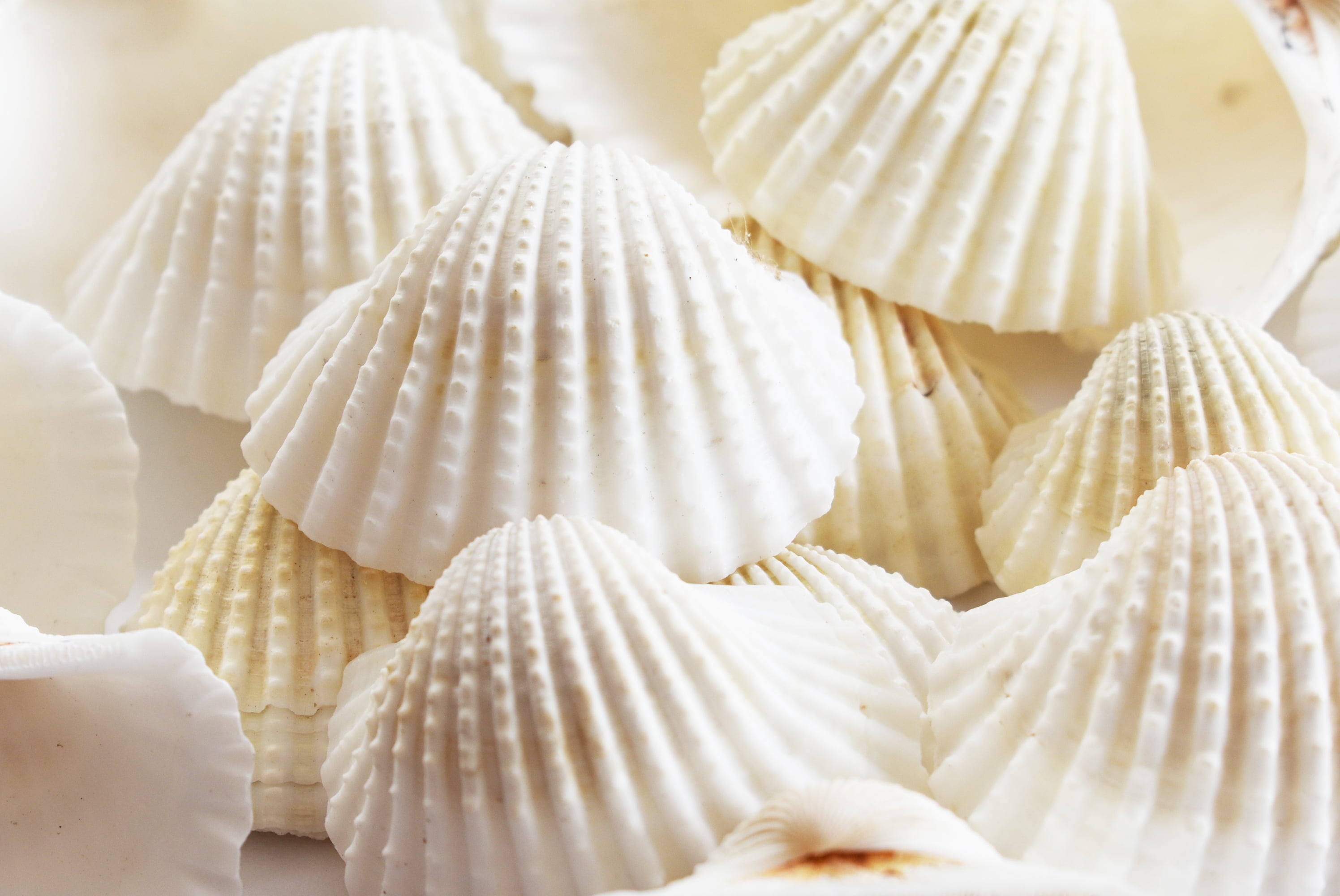 4 lbs (120+) Large White Ark Shells Seashells (1 3/4" - 2 1/4") Beach ...