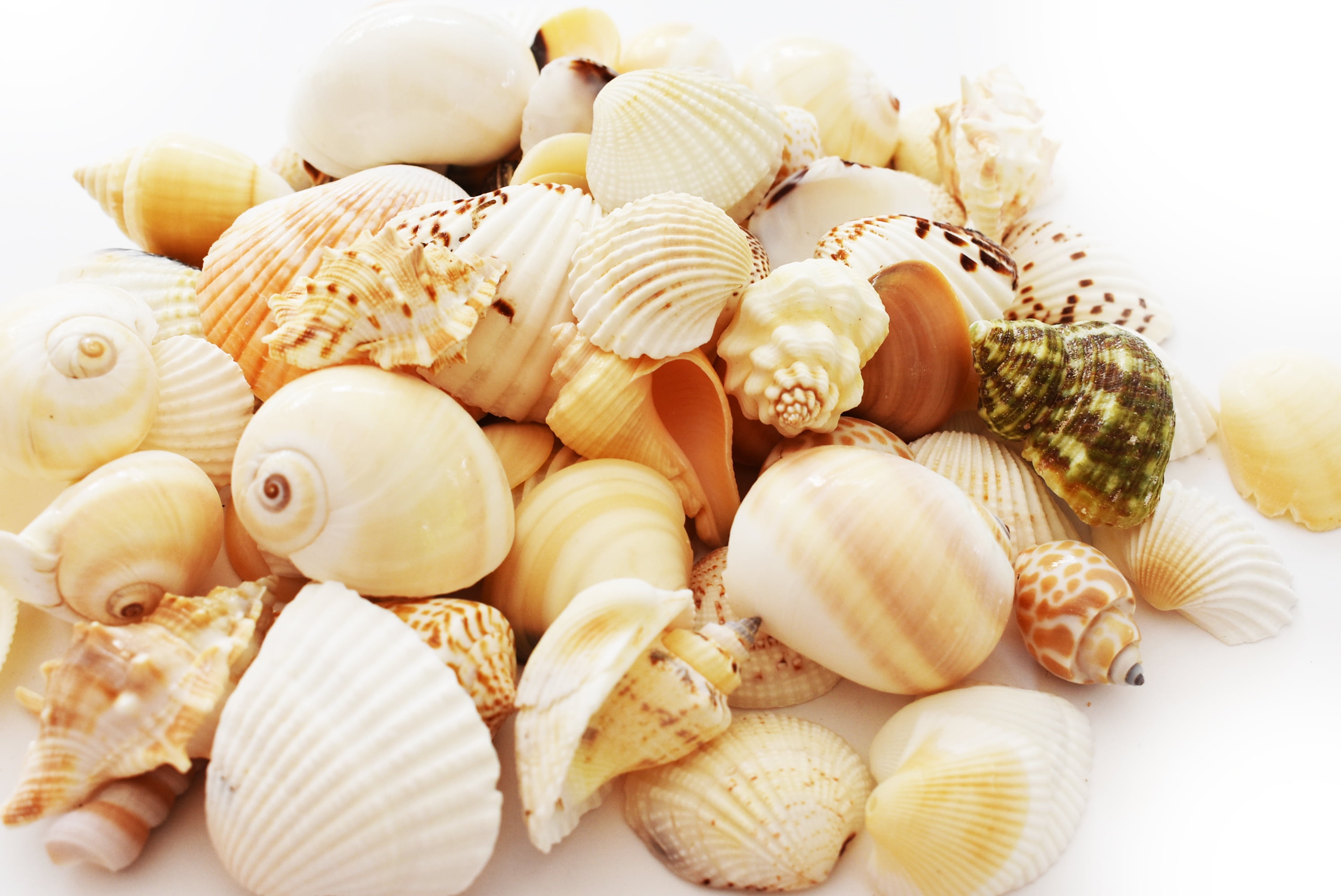 4 lbs (One Gallon) Indian Ocean Shell Mix Medium Size Seashells 1/2" - 1 1/2" Seashells Crafts ...