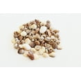 4 oz (1 Cup) Tiny Indian Ocean Shells Mix Mini Shells 1/4" Seashells ...