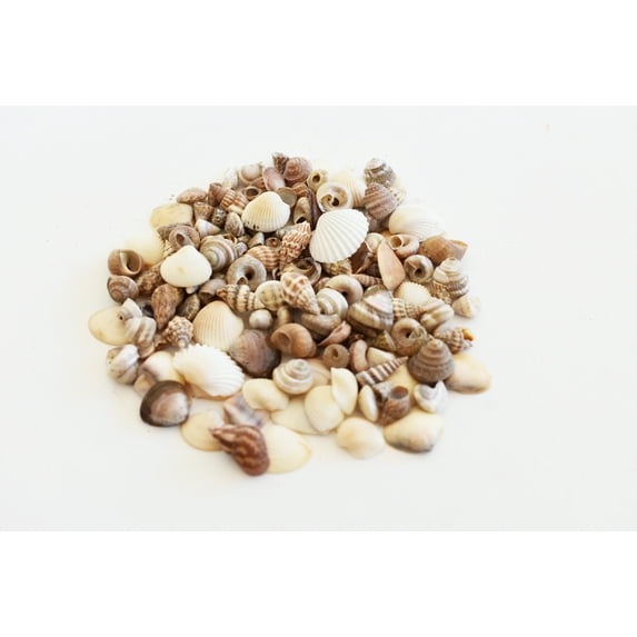 4 oz (1 Cup) Tiny Indian Ocean Shells Mix Mini Shells 1/4" Seashells ...