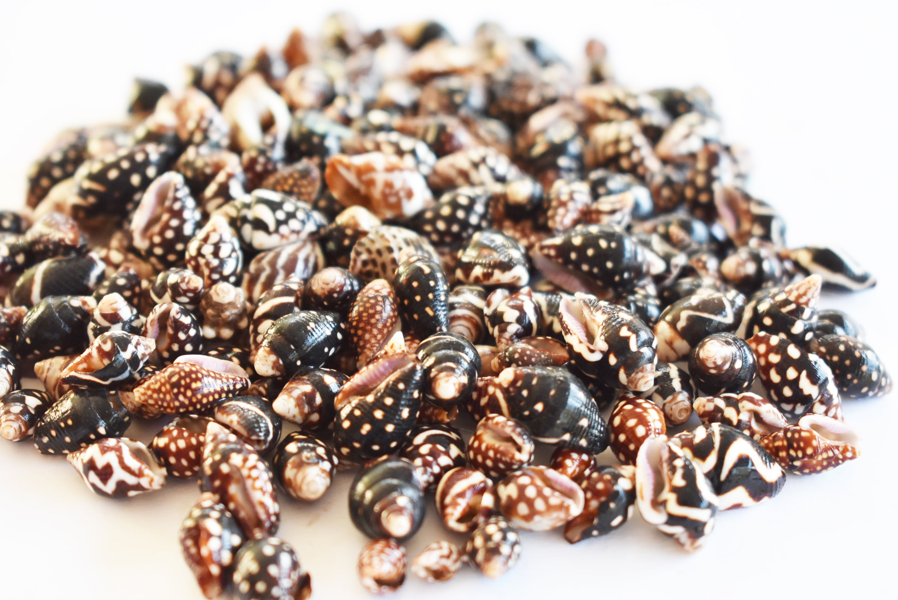 4 oz (250+) Tiny Nassa Columbella Mini Shells (7-14 mm) Beach Arts ...