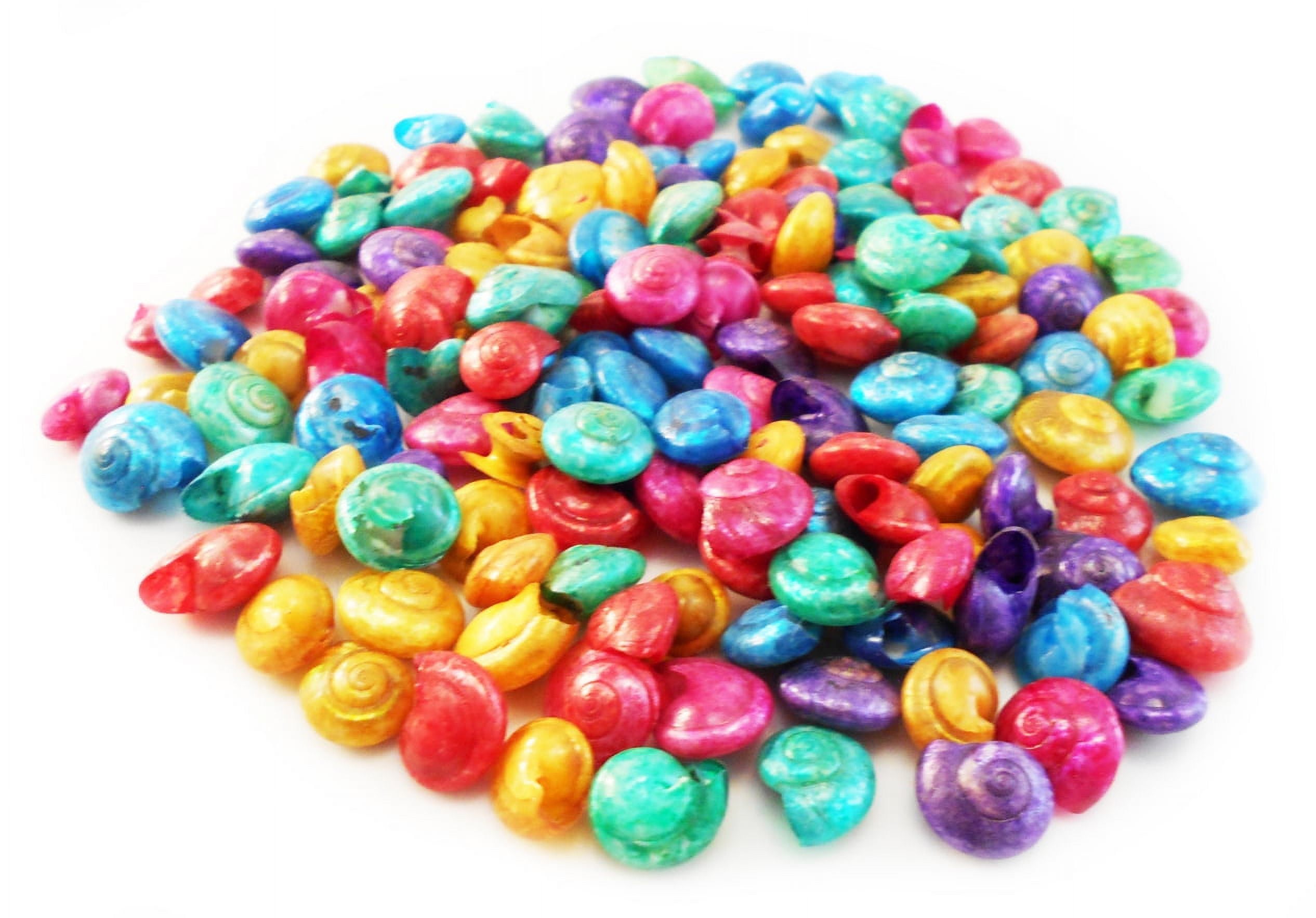 4 oz (about 300 shells) Dyed Umbonium (Button) Mini Shells (1/4 ...