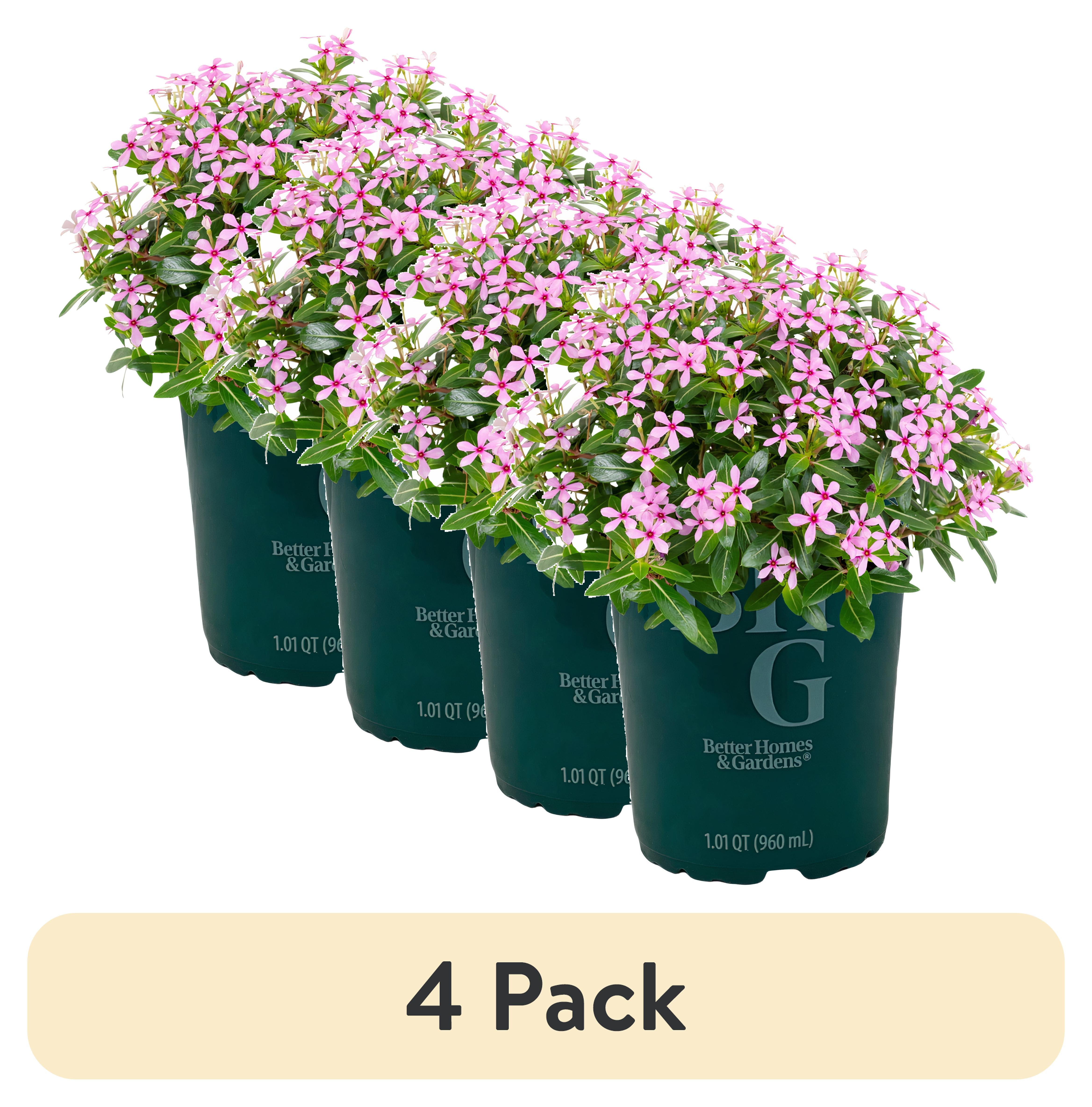 (4 pack) Better Homes & Gardens 1Qt Vinca Soiree Kawaii Purple Live ...