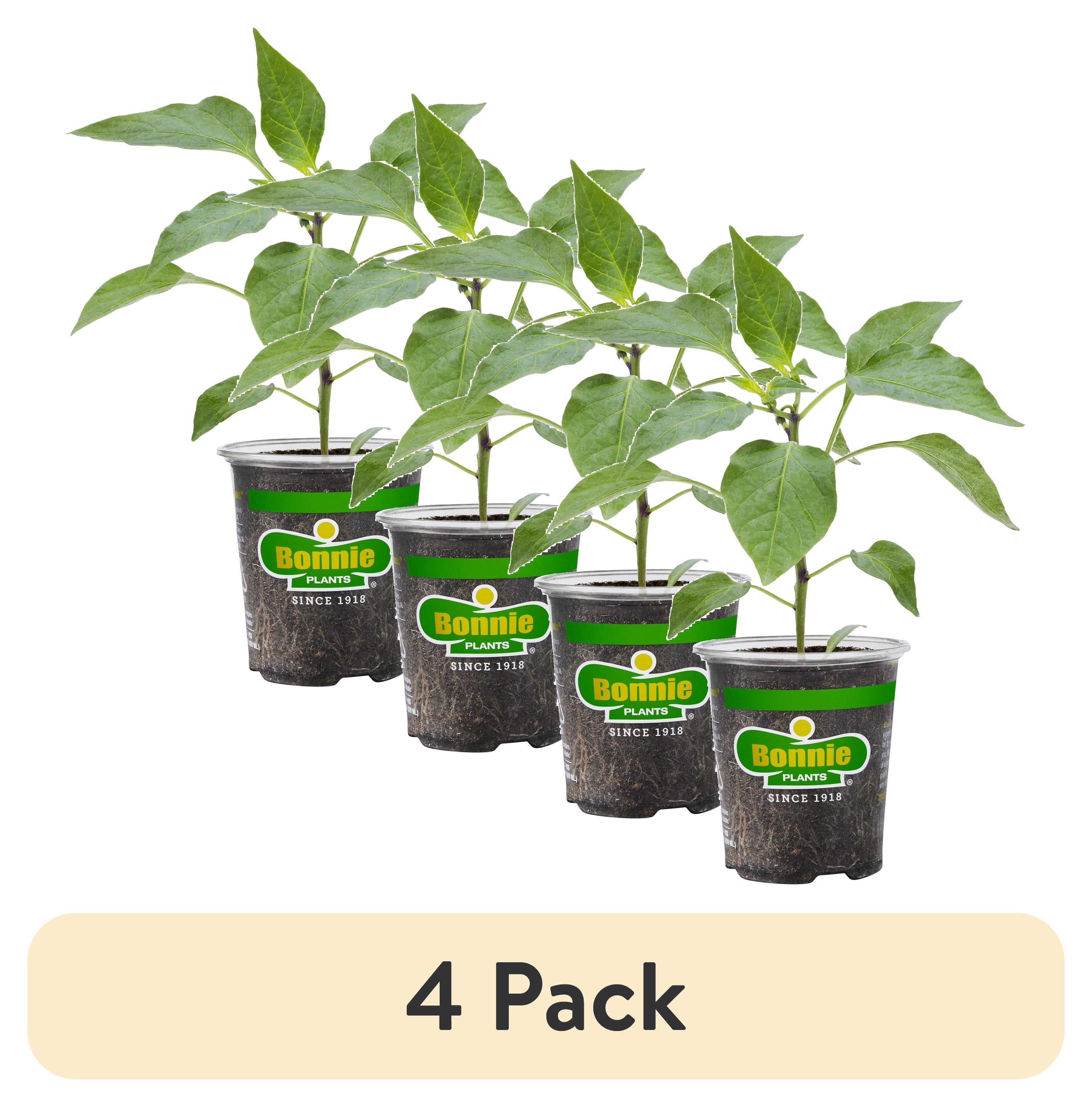 (4 pack) Bonnie Plants Thai Hot Pepper Plant - Walmart.com