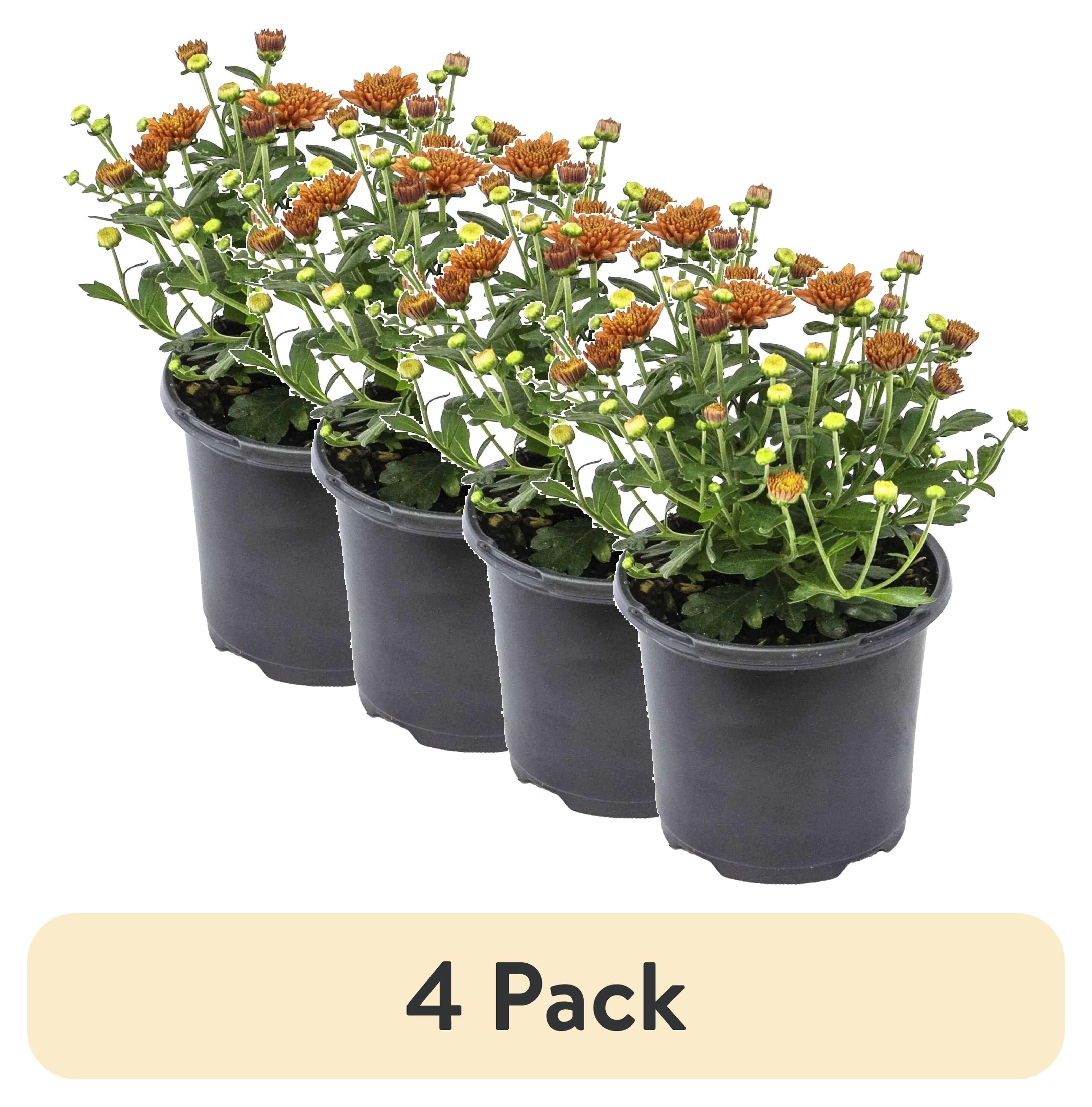 (4 pack) Expert Gardener 1.0PT Orange Mum Live Plant in Grower Pot Full ...