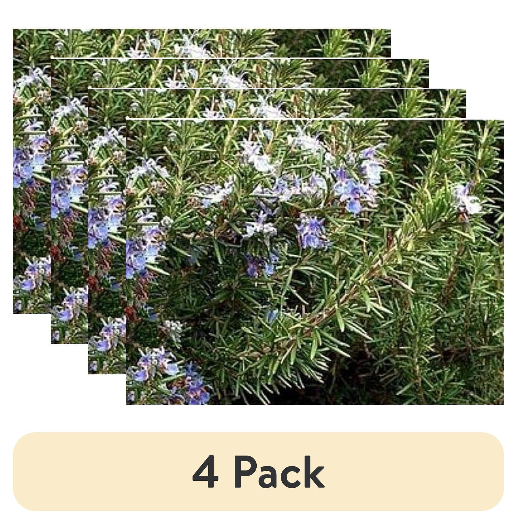 (4 pack) Expert Gardener Rosemary Live Plants - Walmart.com