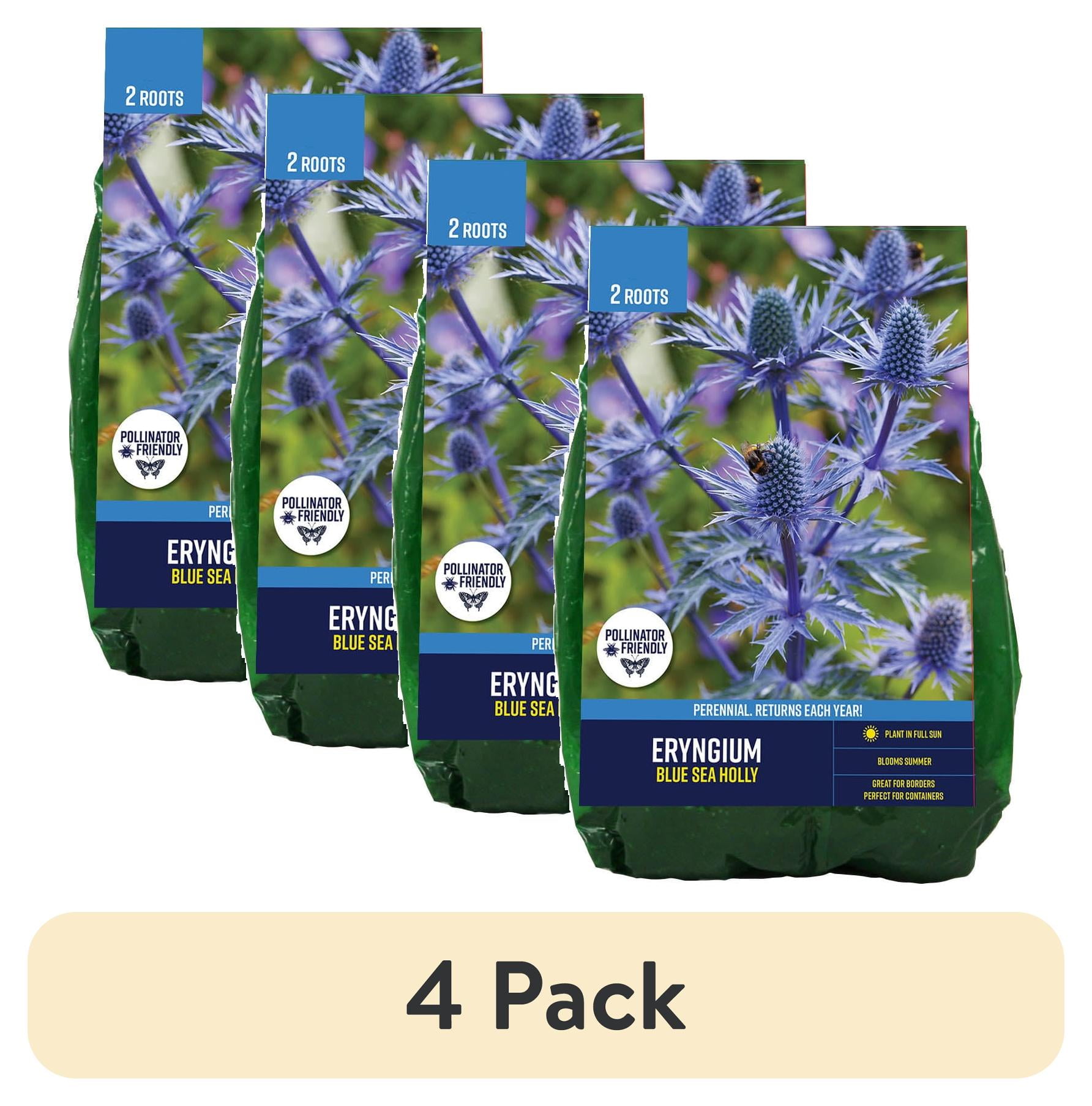 (4 pack) Van Zyverden Eryngium Blue Sea Holly (Set of 2 Dormant Bare ...