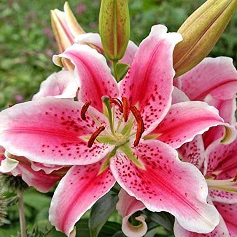 BULBS 4 pc Stargazer Lily Bulbs, Long Lasting Fragrance Flowers ...