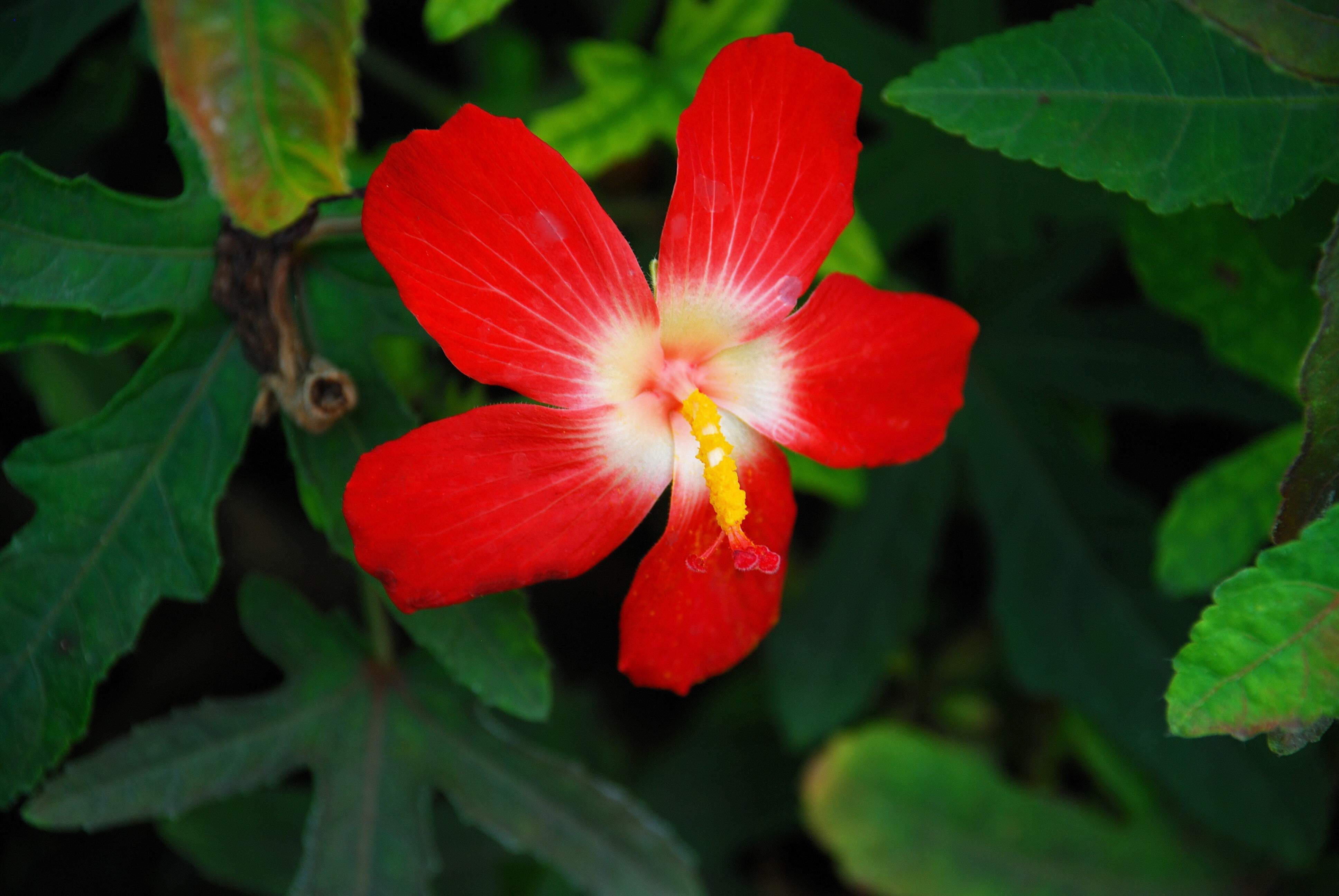 40 AMBRETTE / MUSK MALLOW Hibiscus Abelmoschus Moschatus Flower Seeds ...