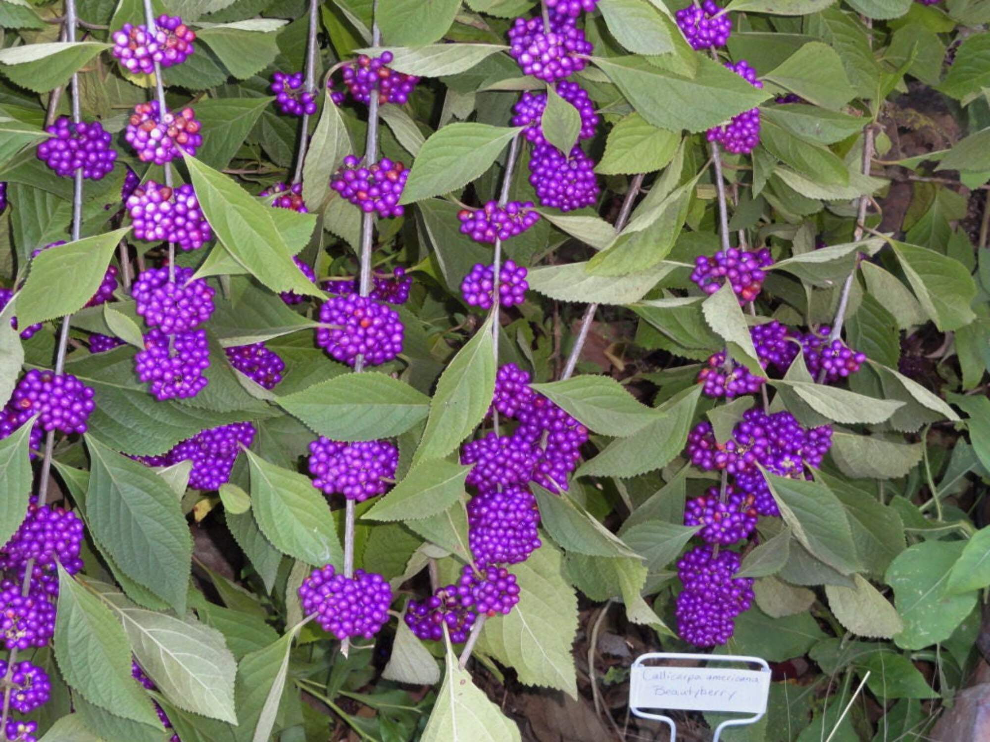 40 American PURPLE BEAUTYBERRY Shrub Flower Callicarpa Americana Seeds ...