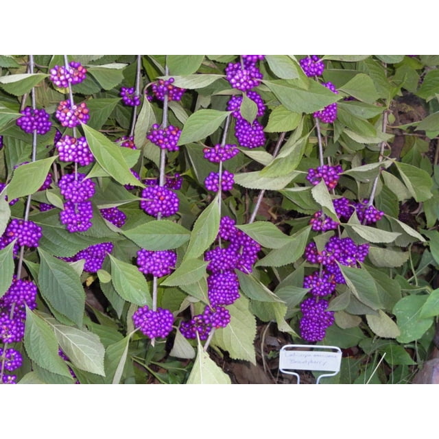 40 American Purple Beautyberry Callicarpa Americana Shrub Flower Seeds ...