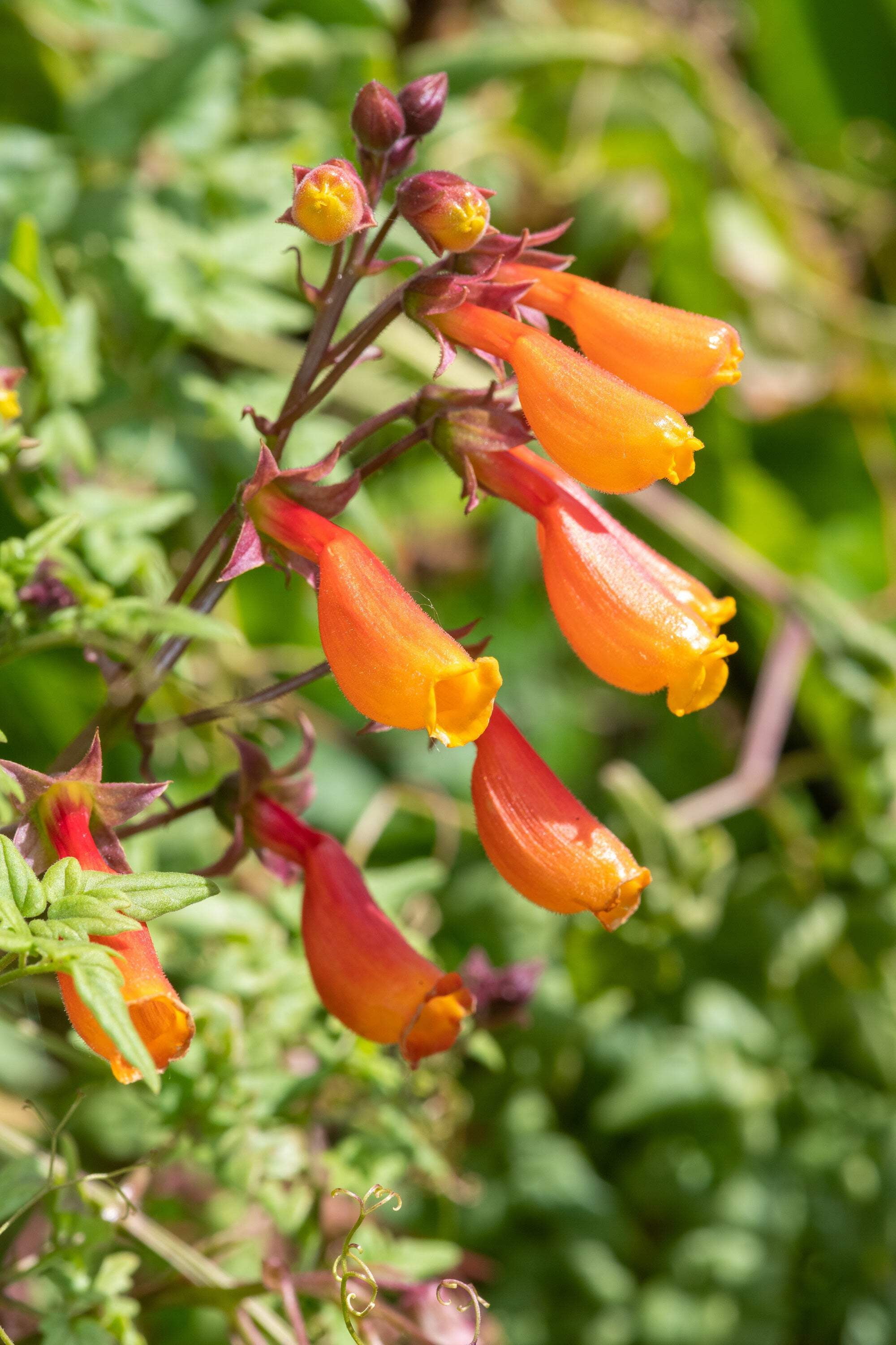40 CHILEAN GLORY VINE Eccremocarpus Scaber Flower Seeds - Walmart.com