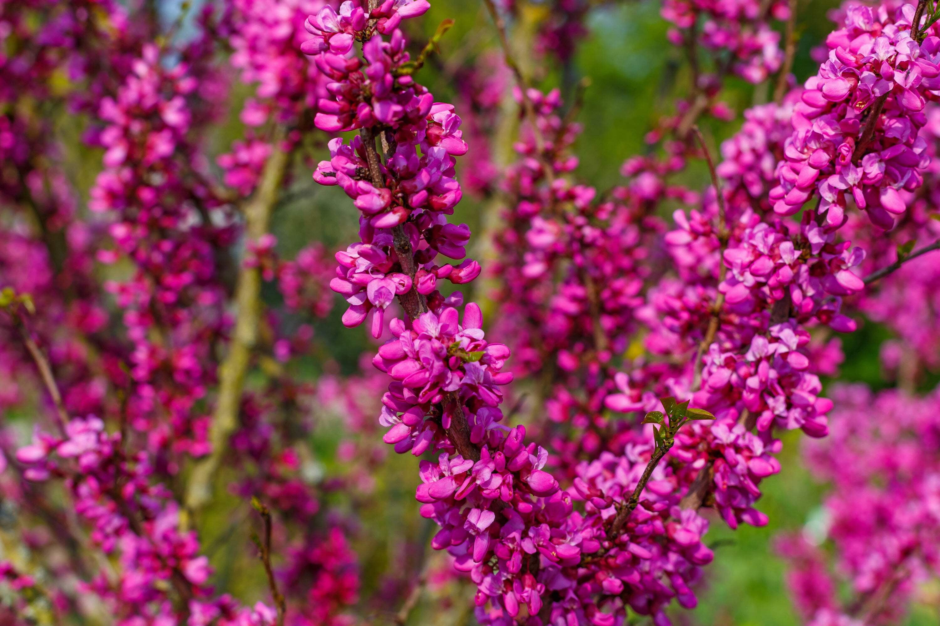 40 CHINESE REDBUD Cercis Chinensis Shrub Small Tree Pink Purple Flower ...