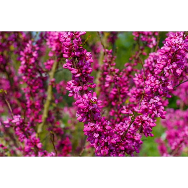 40 CHINESE REDBUD Cercis Chinensis Shrub Small Tree Pink Purple Flower ...