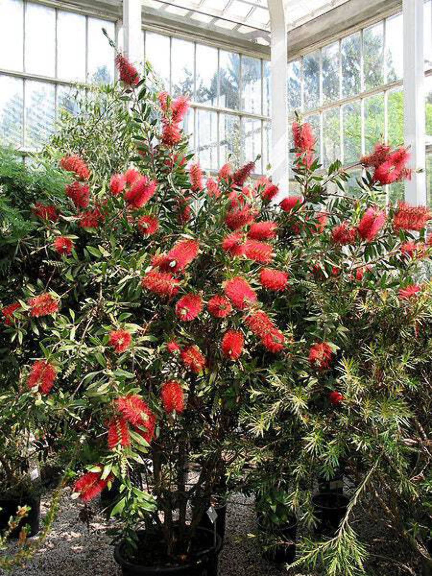 40 CRIMSON BOTTLEBRUSH Callistemon Citrinus Flowering Shrub Bush Small ...