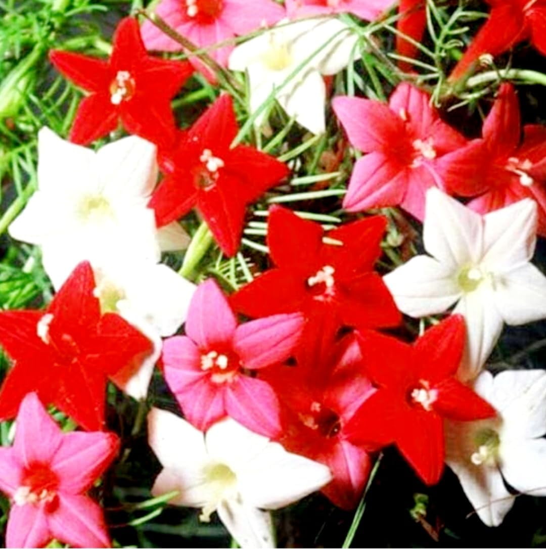 40 Cypress Vine Seeds Ipomoea Quamoclit MVR1 Flower Climbing Cardinal ...
